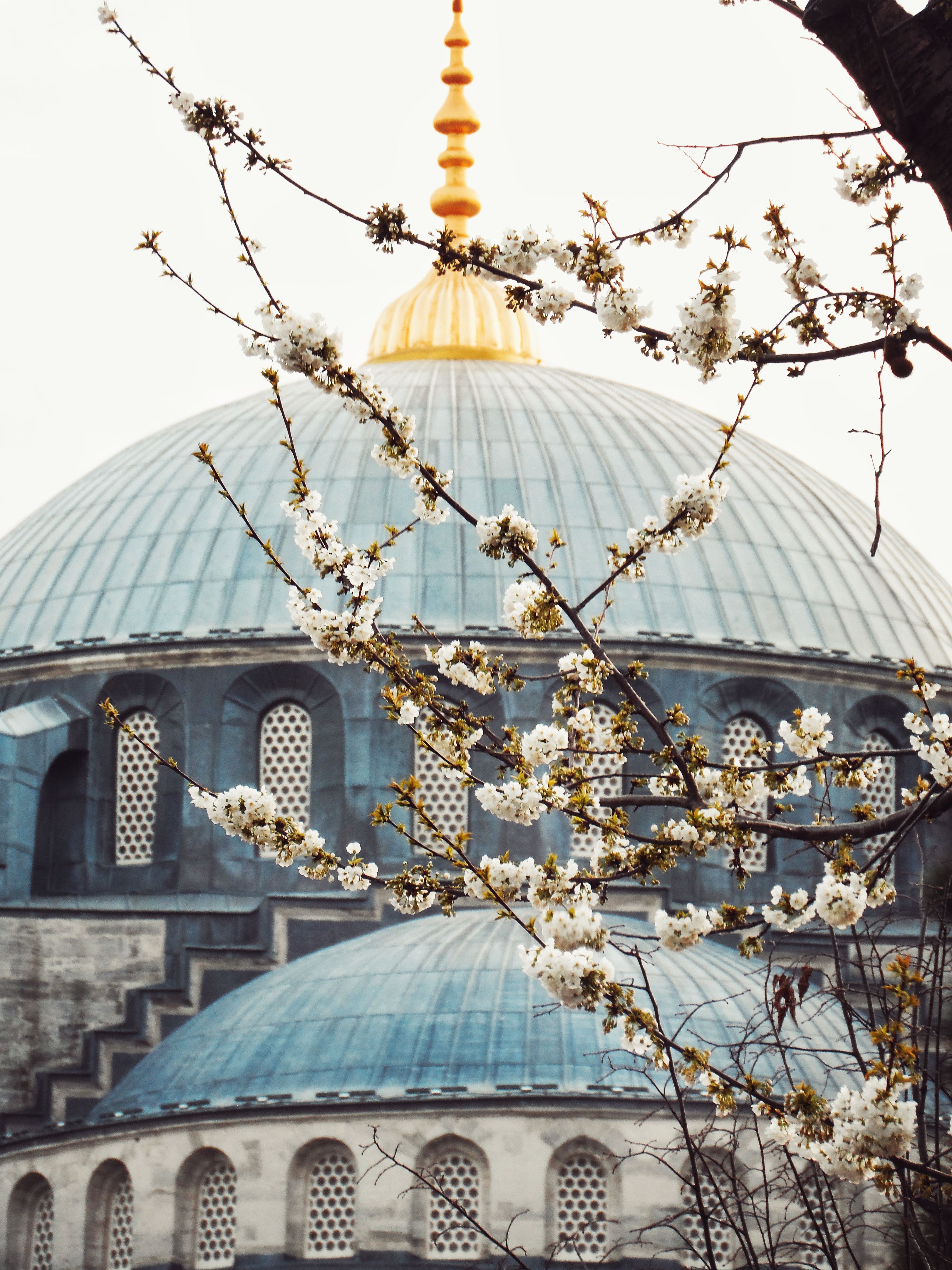 Spring Blossoms Framing Historic Dome · Free Stock Photo