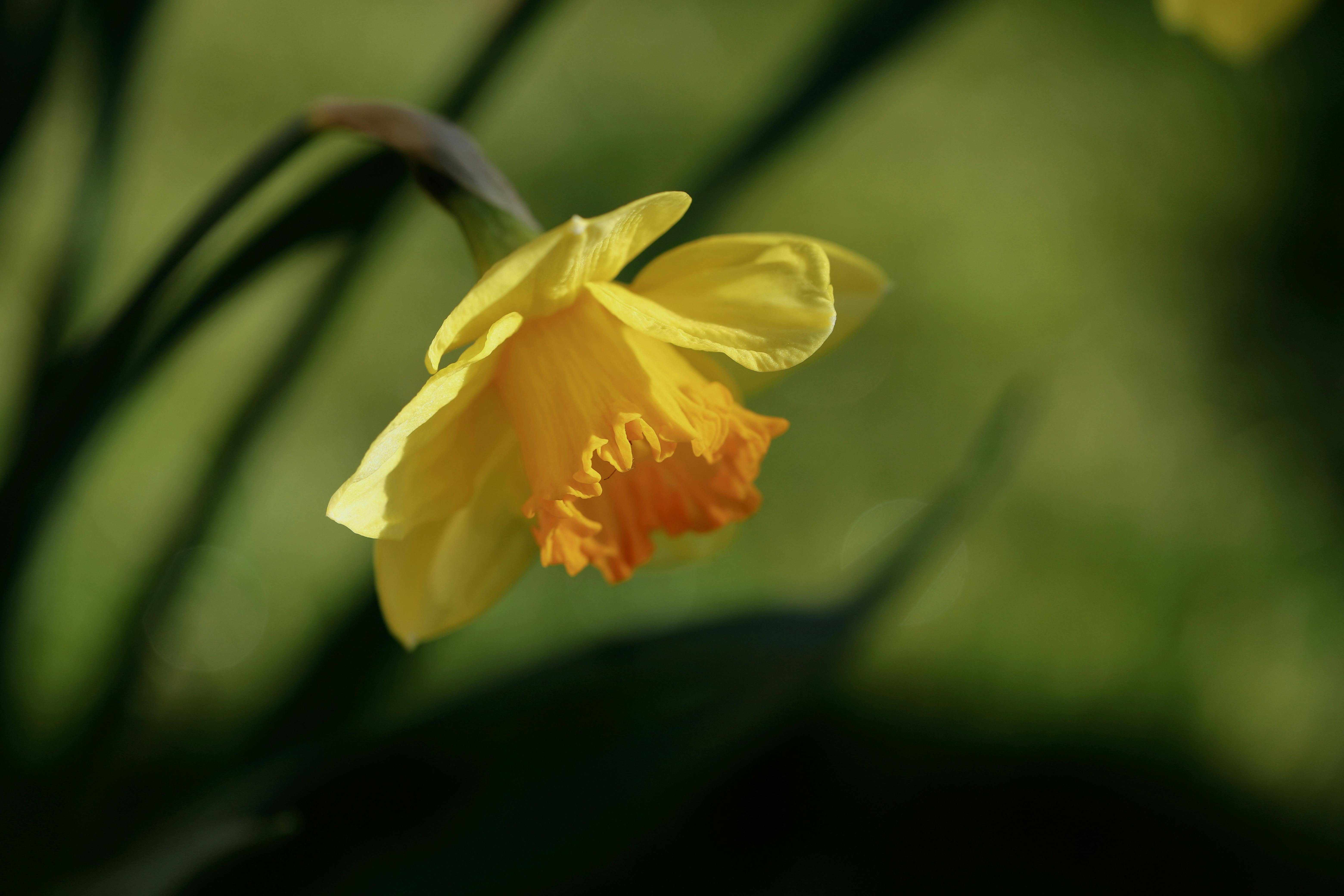Close-up of Yellow Daffodil in Spring Garden · Free Stock Photo