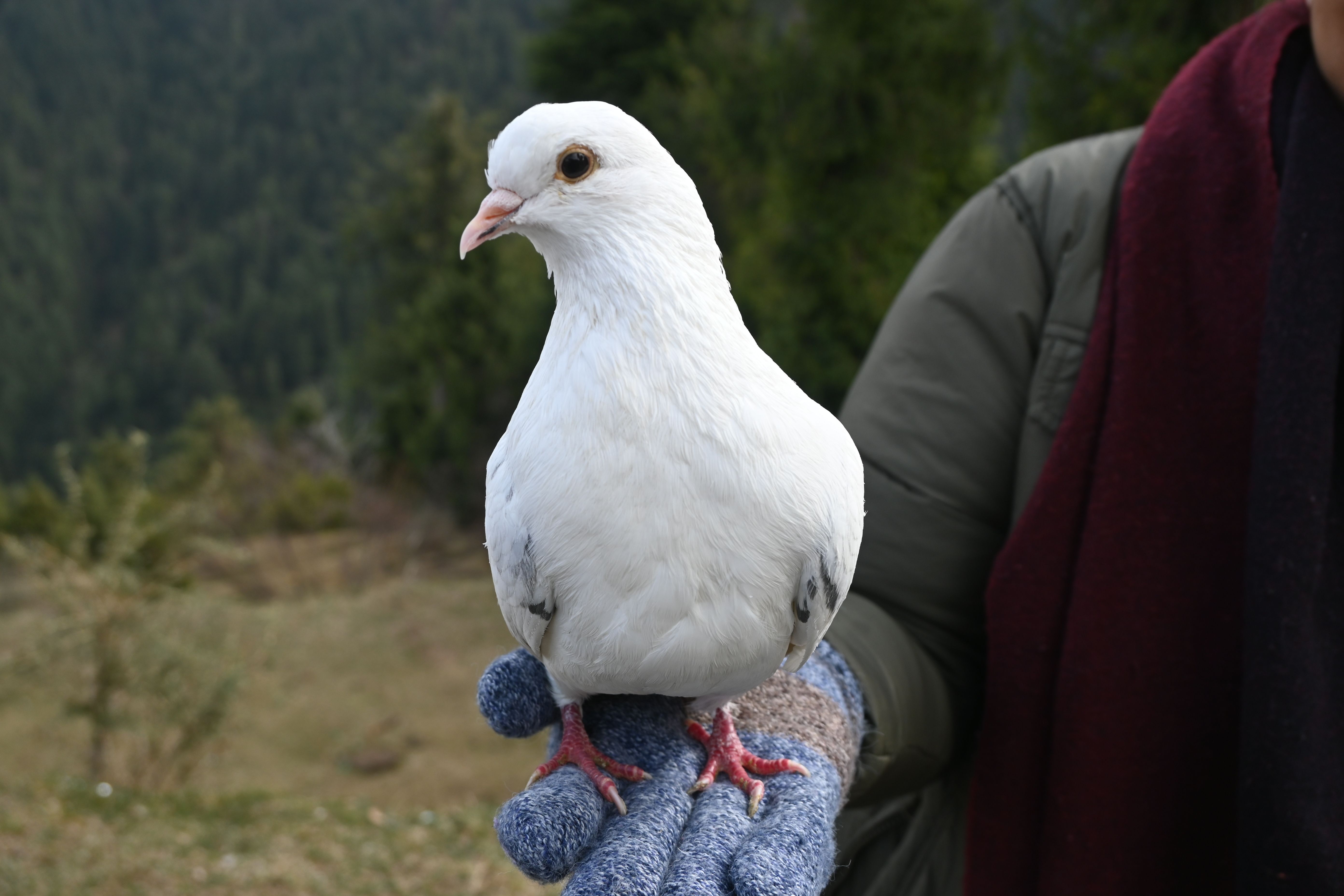 Colombe Blanche Sur Une Main Gantée Dans Un Paysage De Khajjiar · Photo ...