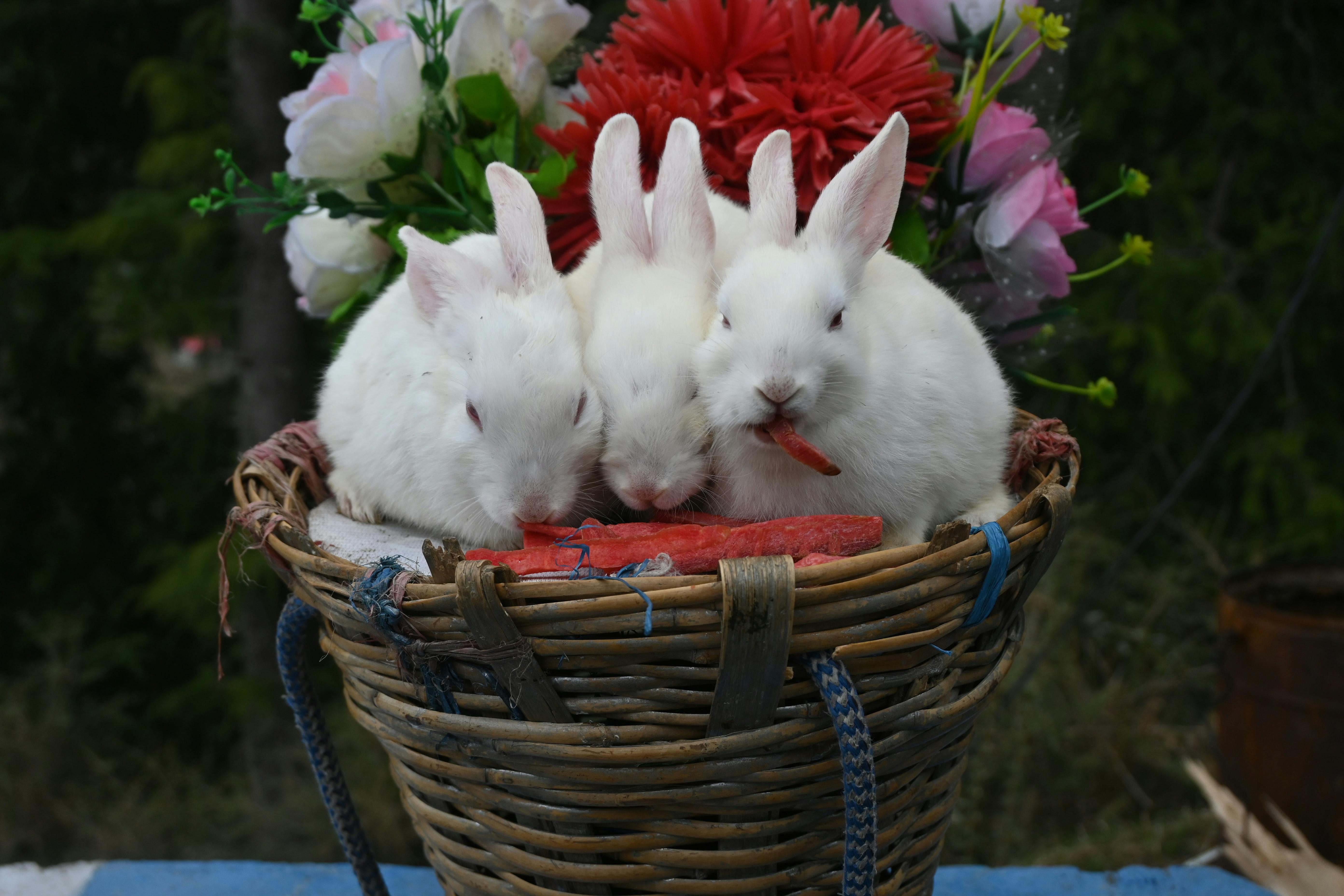 Adorable White Rabbits in Basket with Flowers · Free Stock Photo