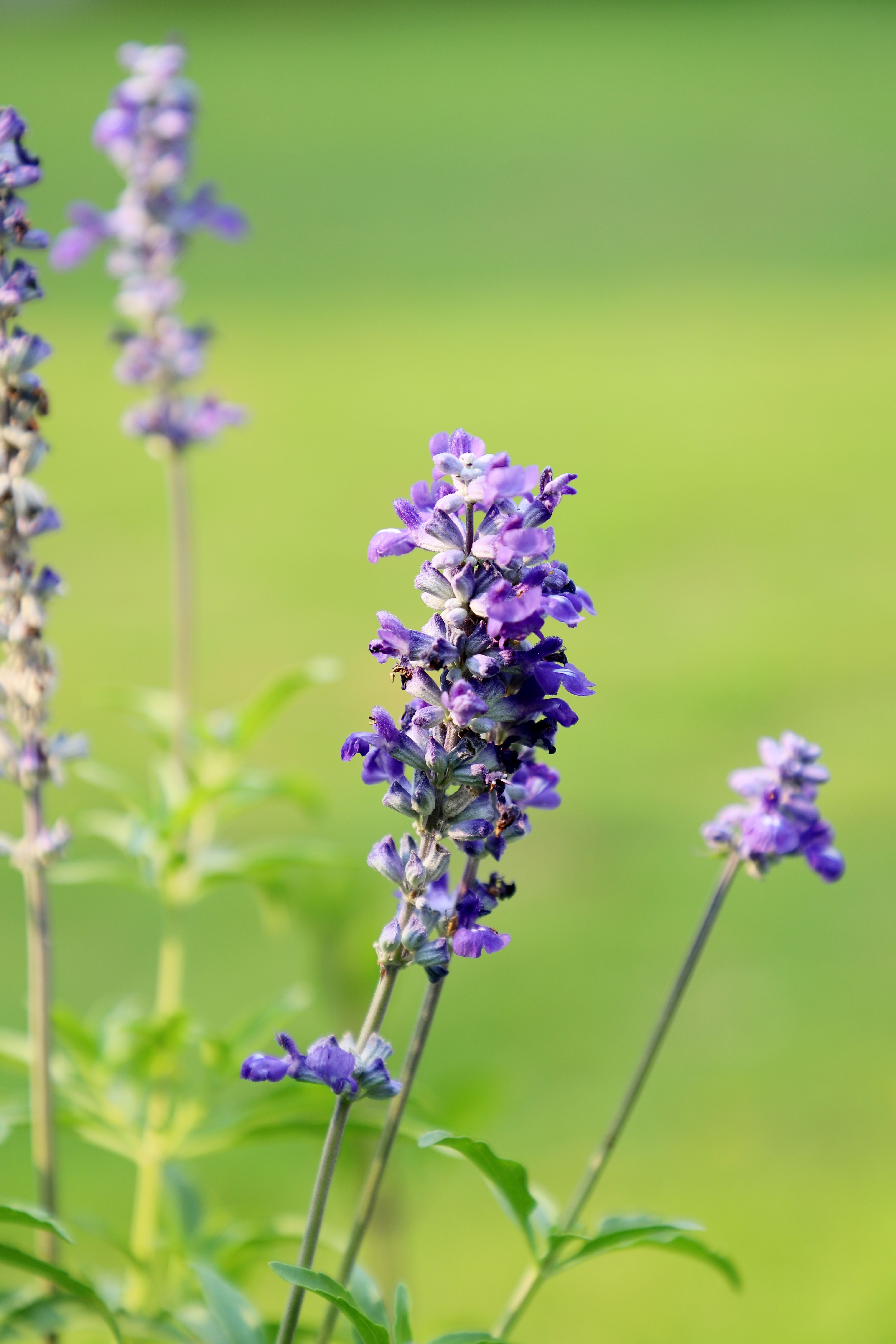 Vibrant Lavender Flowers in Full Bloom · Free Stock Photo
