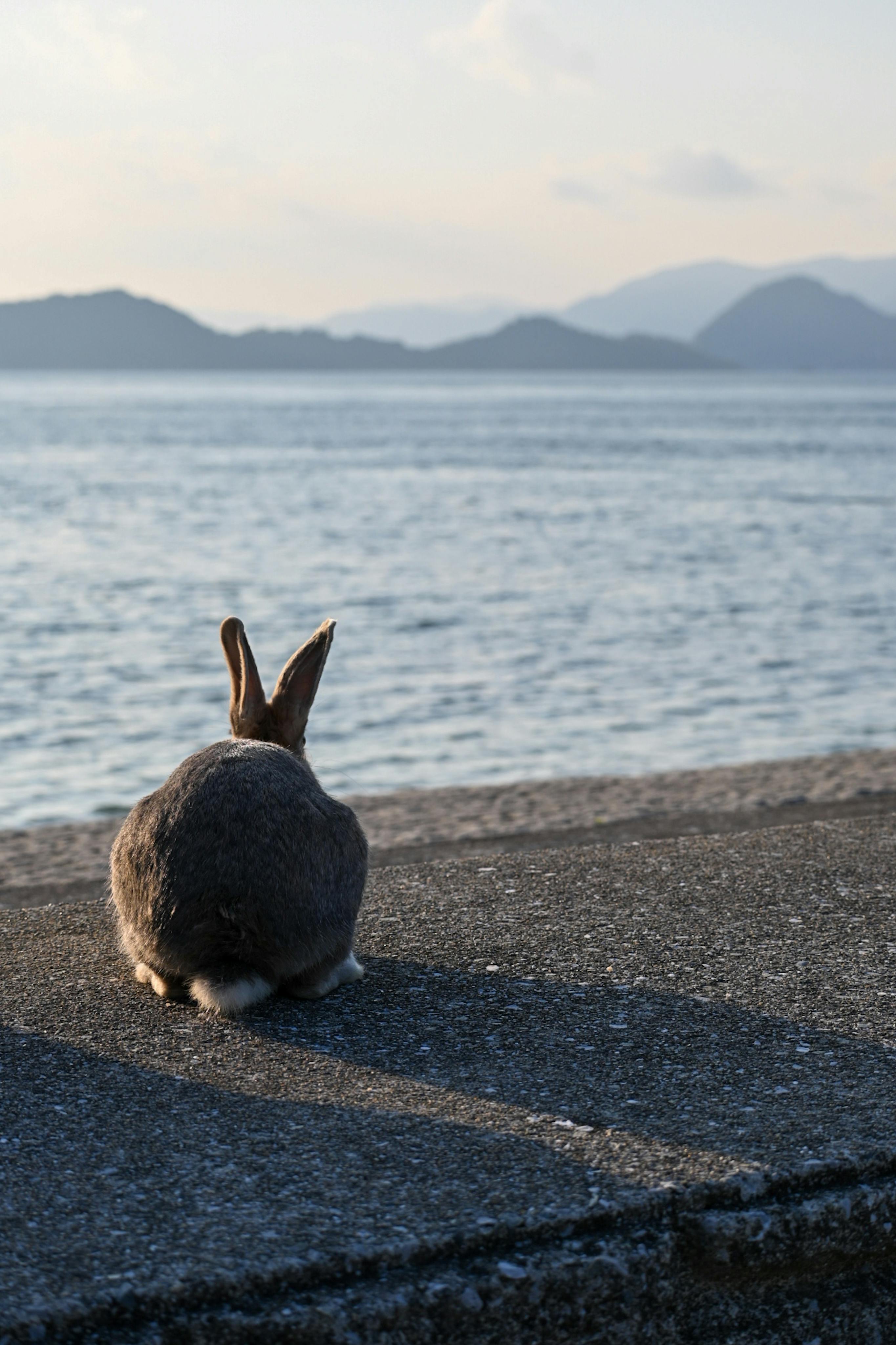 Rabbit Overlooking Seto Inland Sea in Takehara, Japan · Free Stock Photo