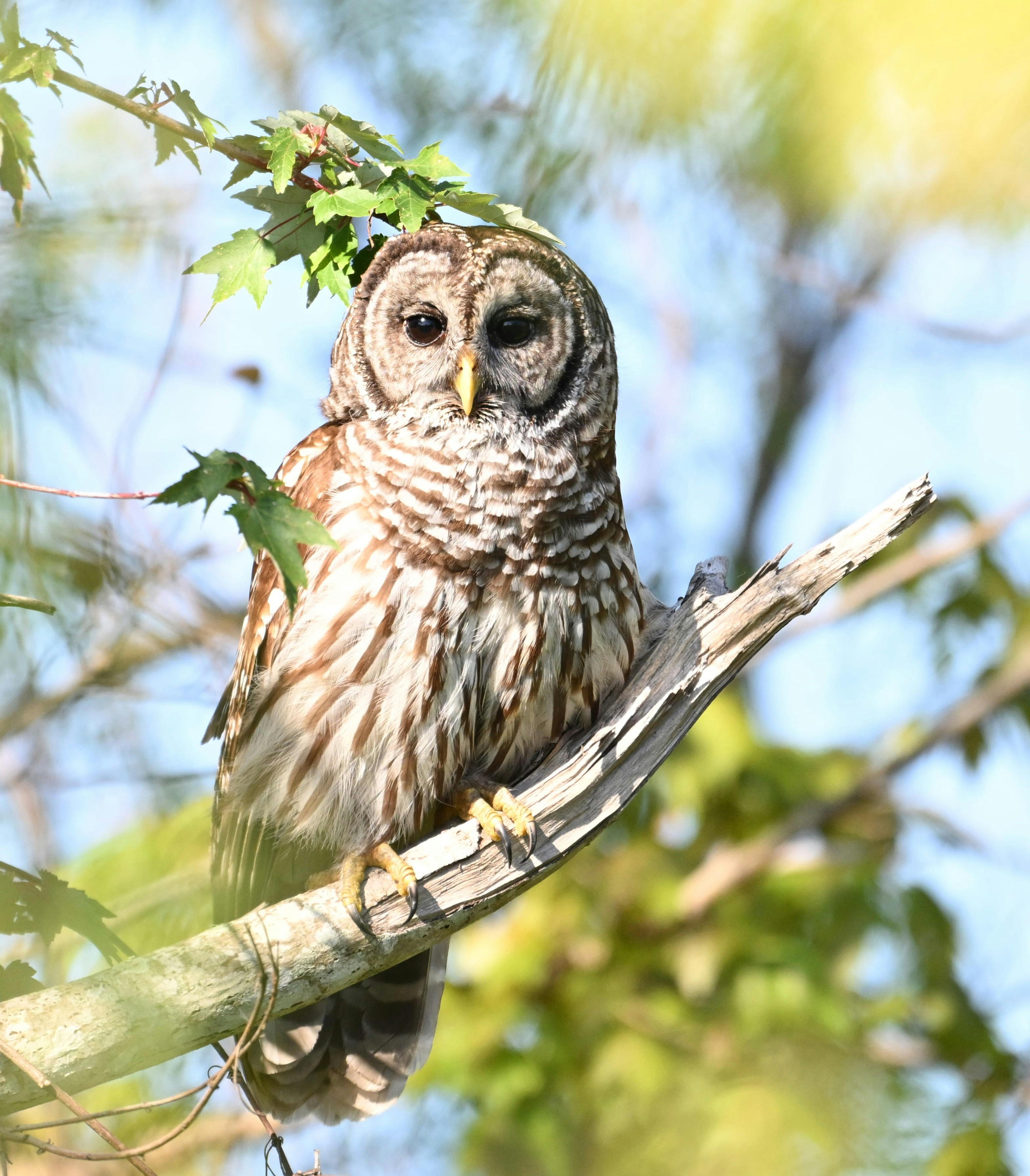 Búho Barrado En El Hábitat Natural De Florida · Foto de stock gratuita