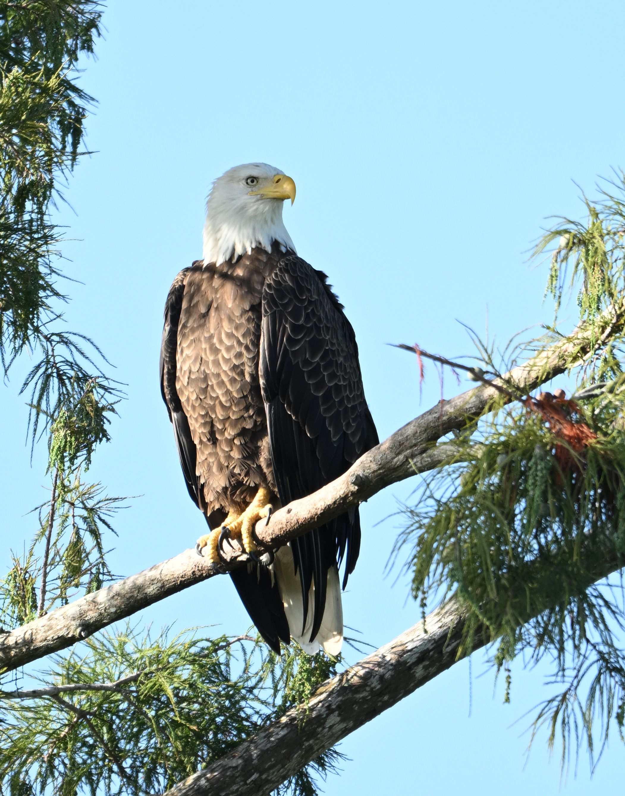 White and Brown Eagle on Brown Tree Branch · Free Stock Photo