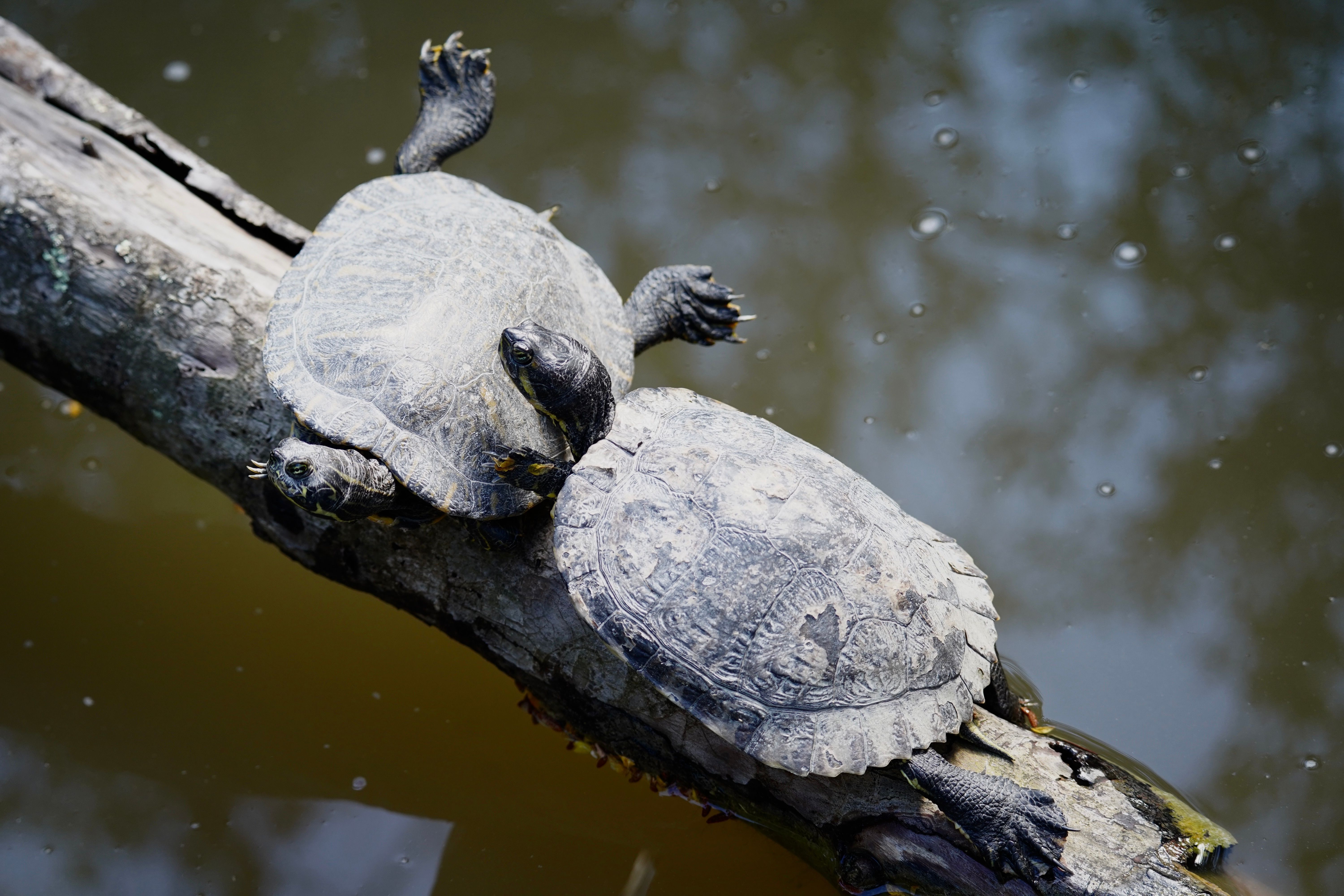 Testudinidae Tortoise Family: Easy Guide to Species and Care