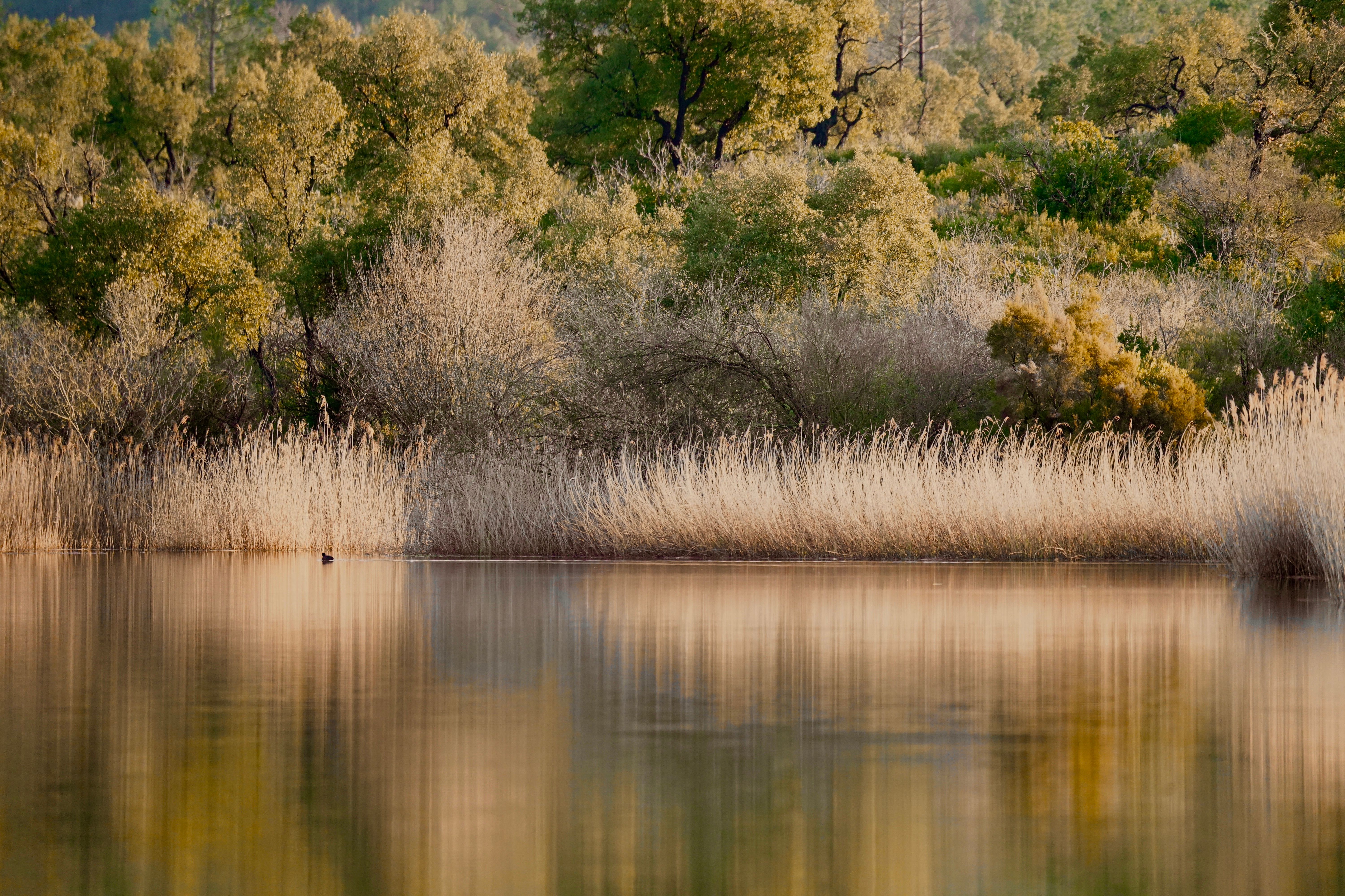 Serene Wetland Landscape in Early Spring · Free Stock Photo