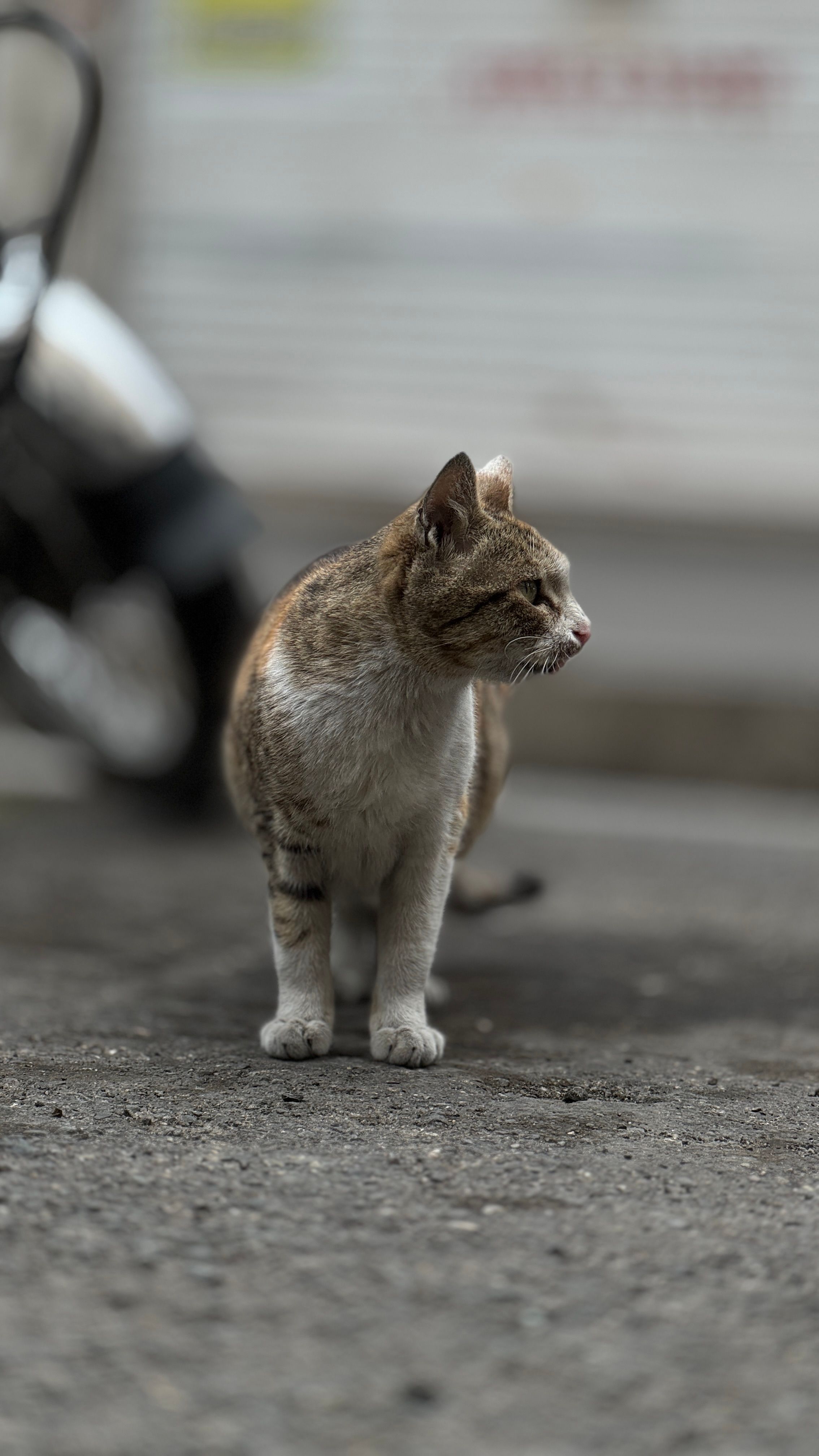 Street Cat in Tehran on a Paved Road · Free Stock Photo