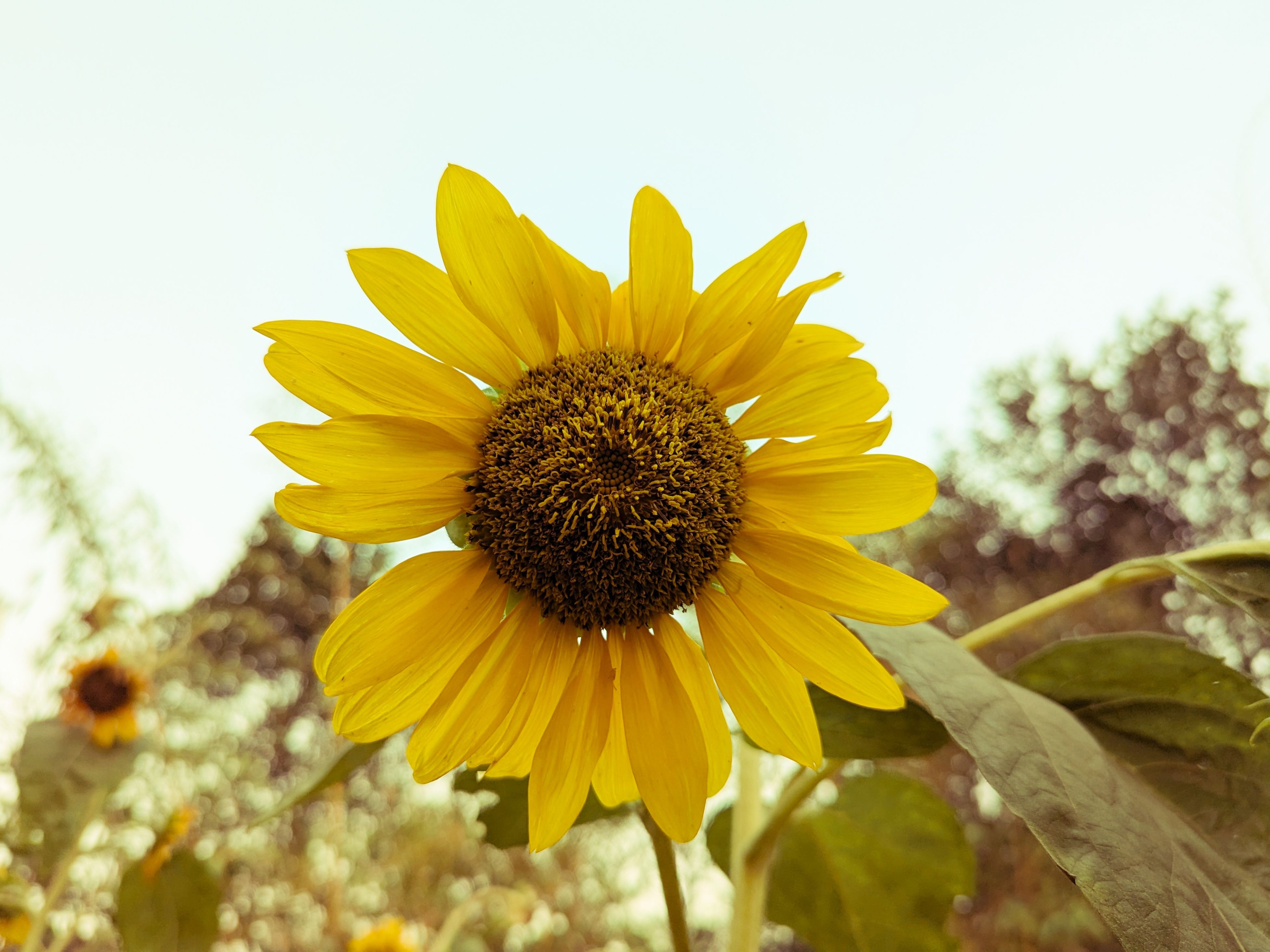 Vibrant Sunflower Bloom in Sunny Garden · Free Stock Photo