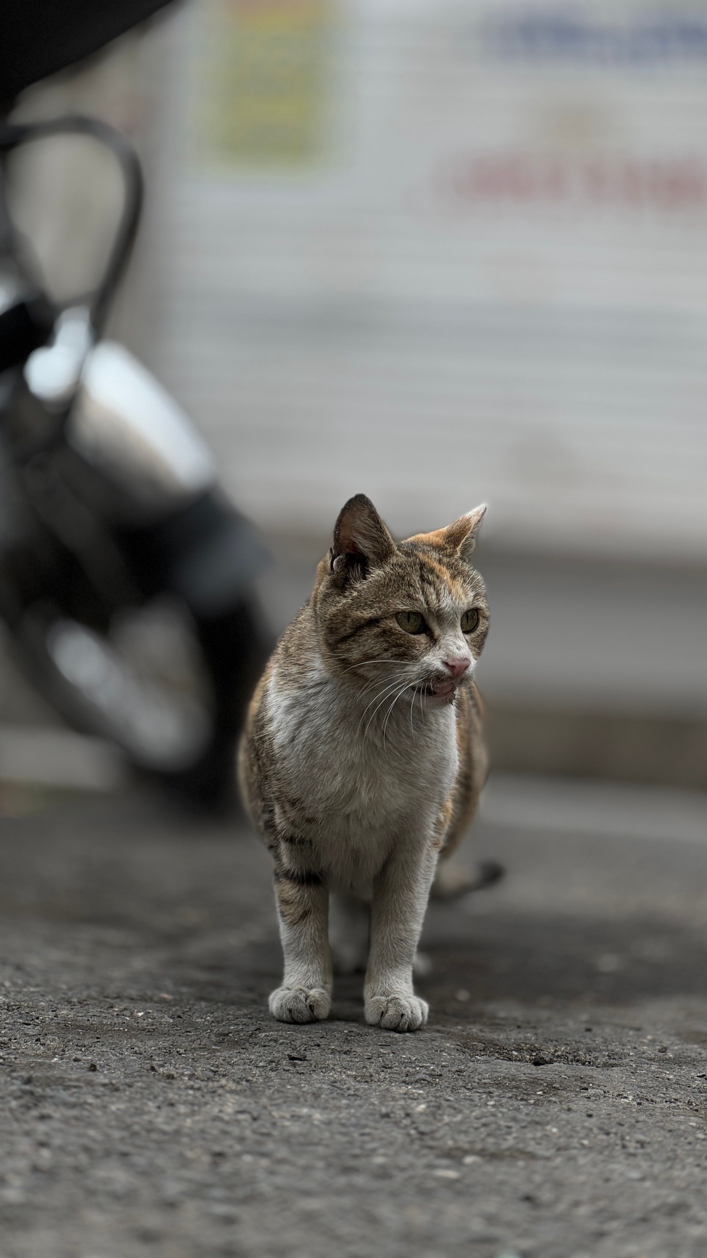 Street Cat Portrait in Tehran, Iran · Free Stock Photo