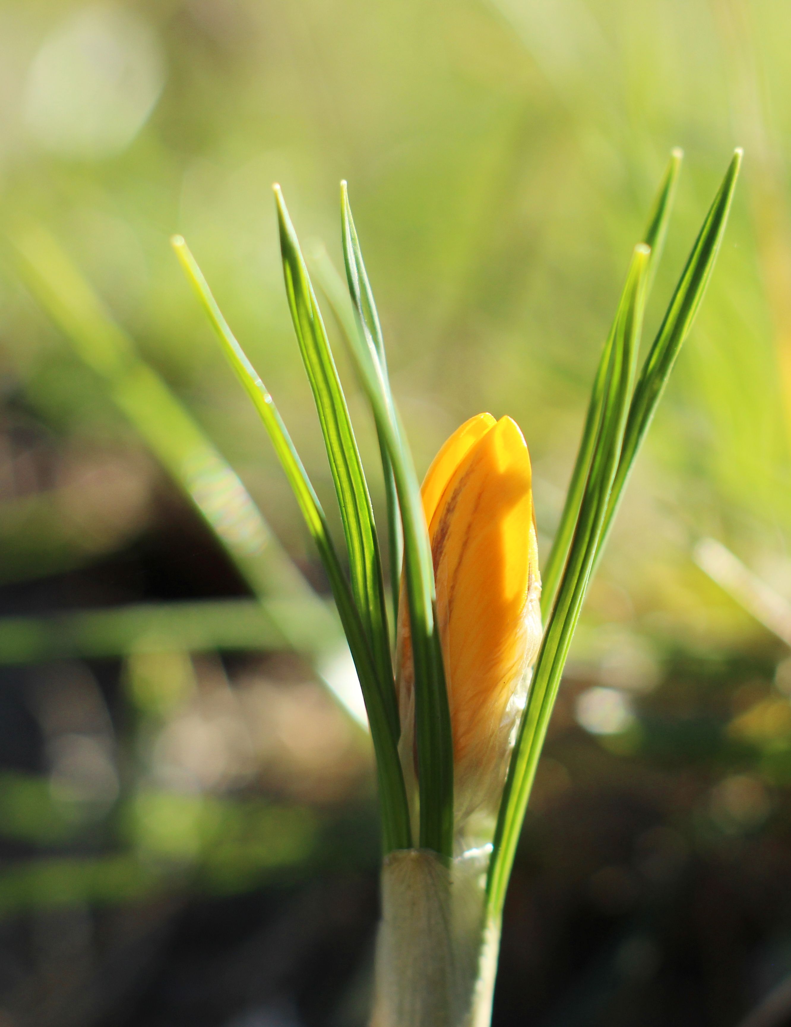 Close-up of a Yellow Crocus in Early Spring · Free Stock Photo