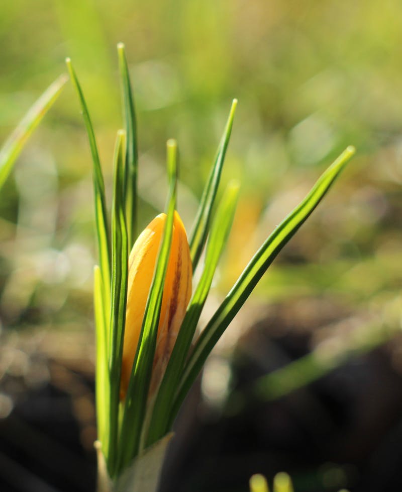 Crocus Photos, Download The BEST Free Crocus Stock Photos & HD Images