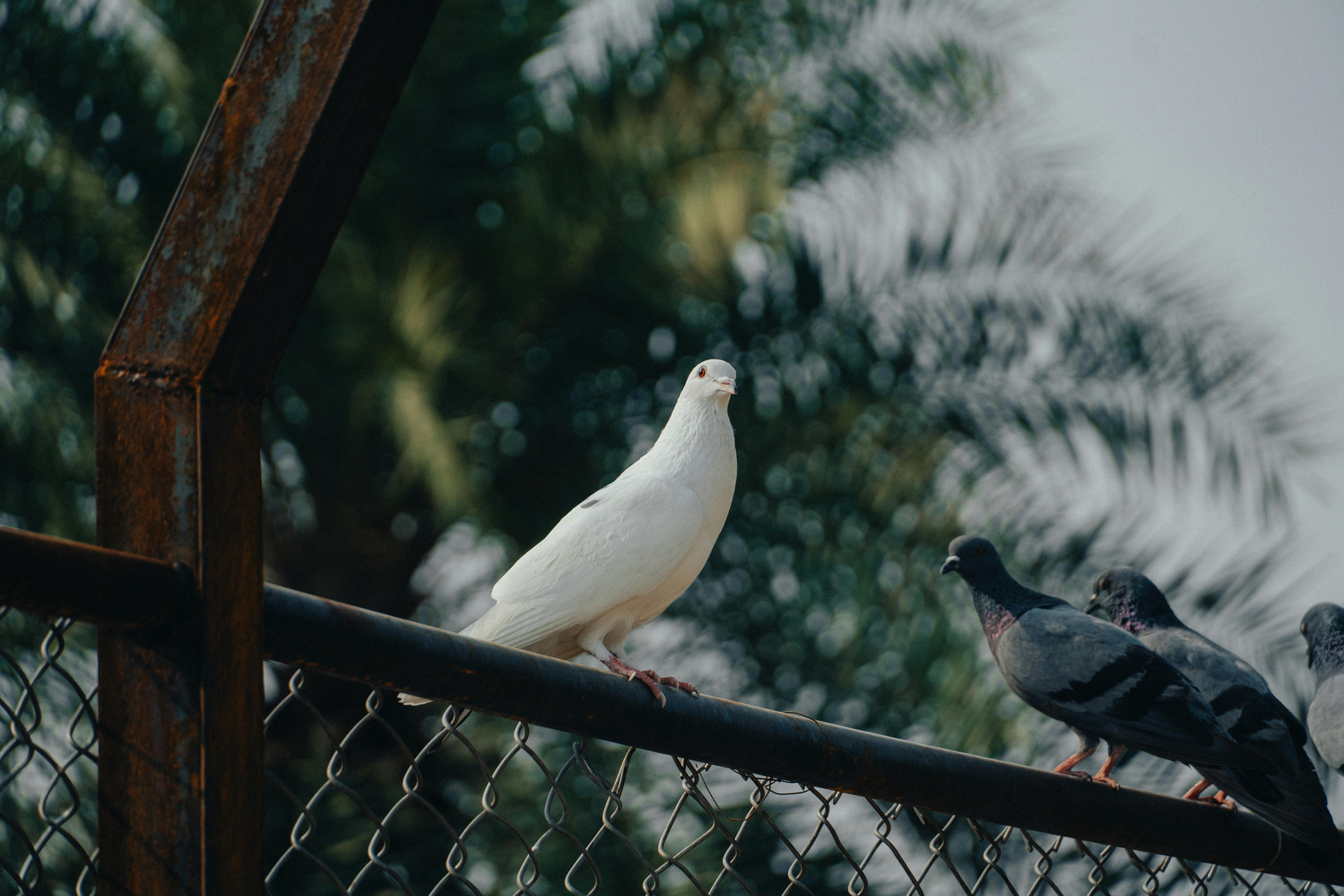 Urban White Pigeon Perched on Fence in Bengaluru · Free Stock Photo
