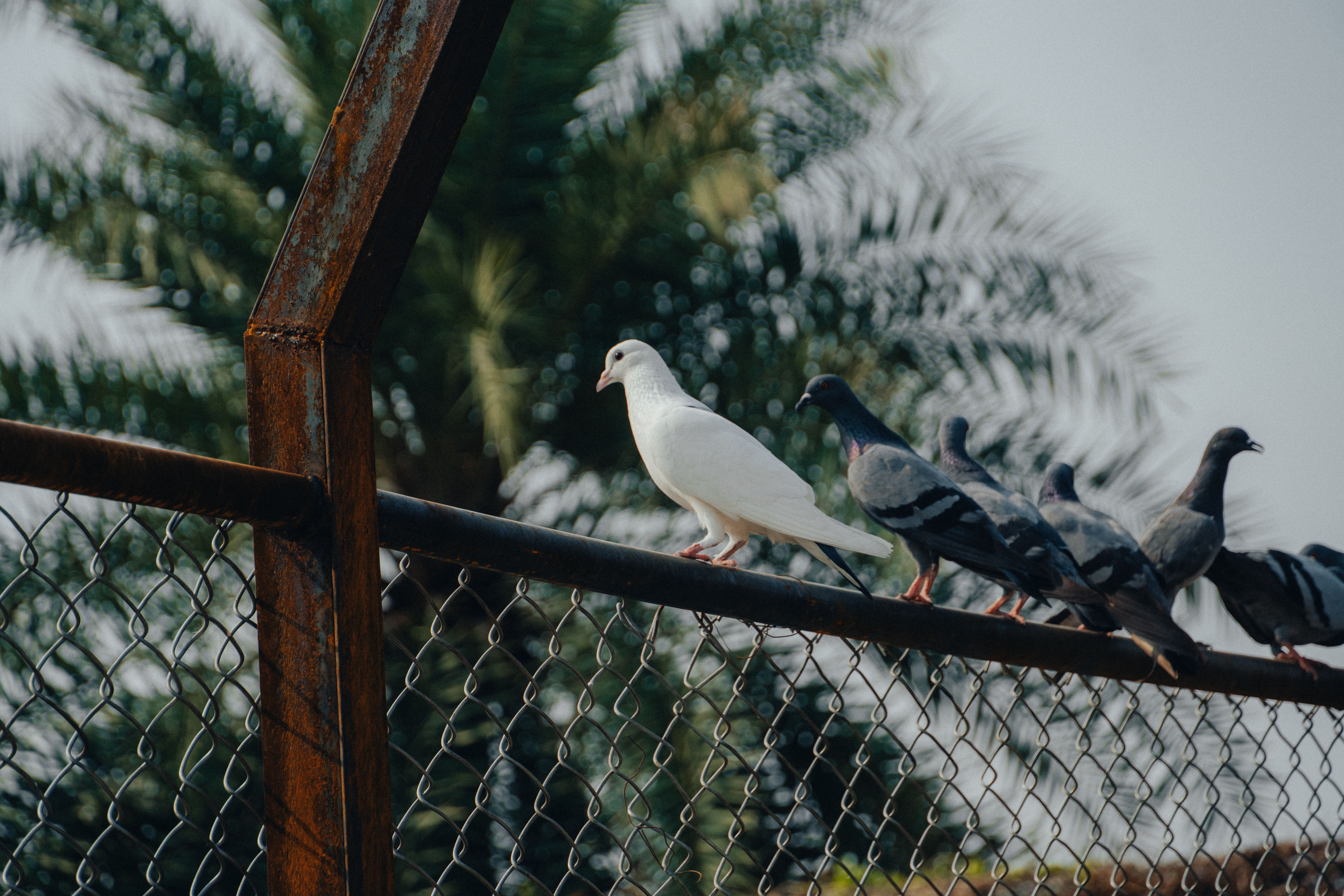 Urban Pigeons Perching on a Chain-Link Fence · Free Stock Photo