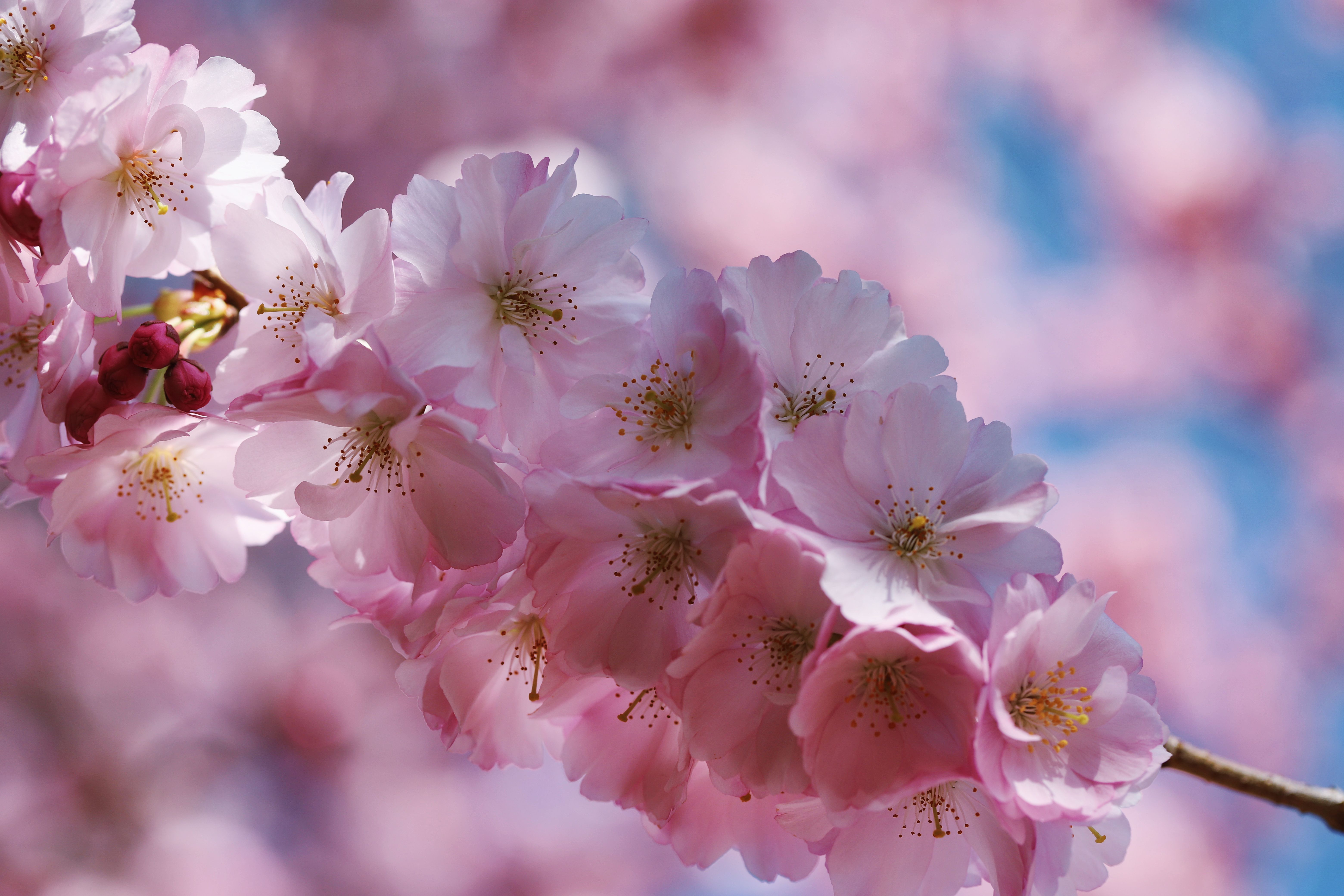 Beautiful Cherry Blossom Branches in Spring · Free Stock Photo