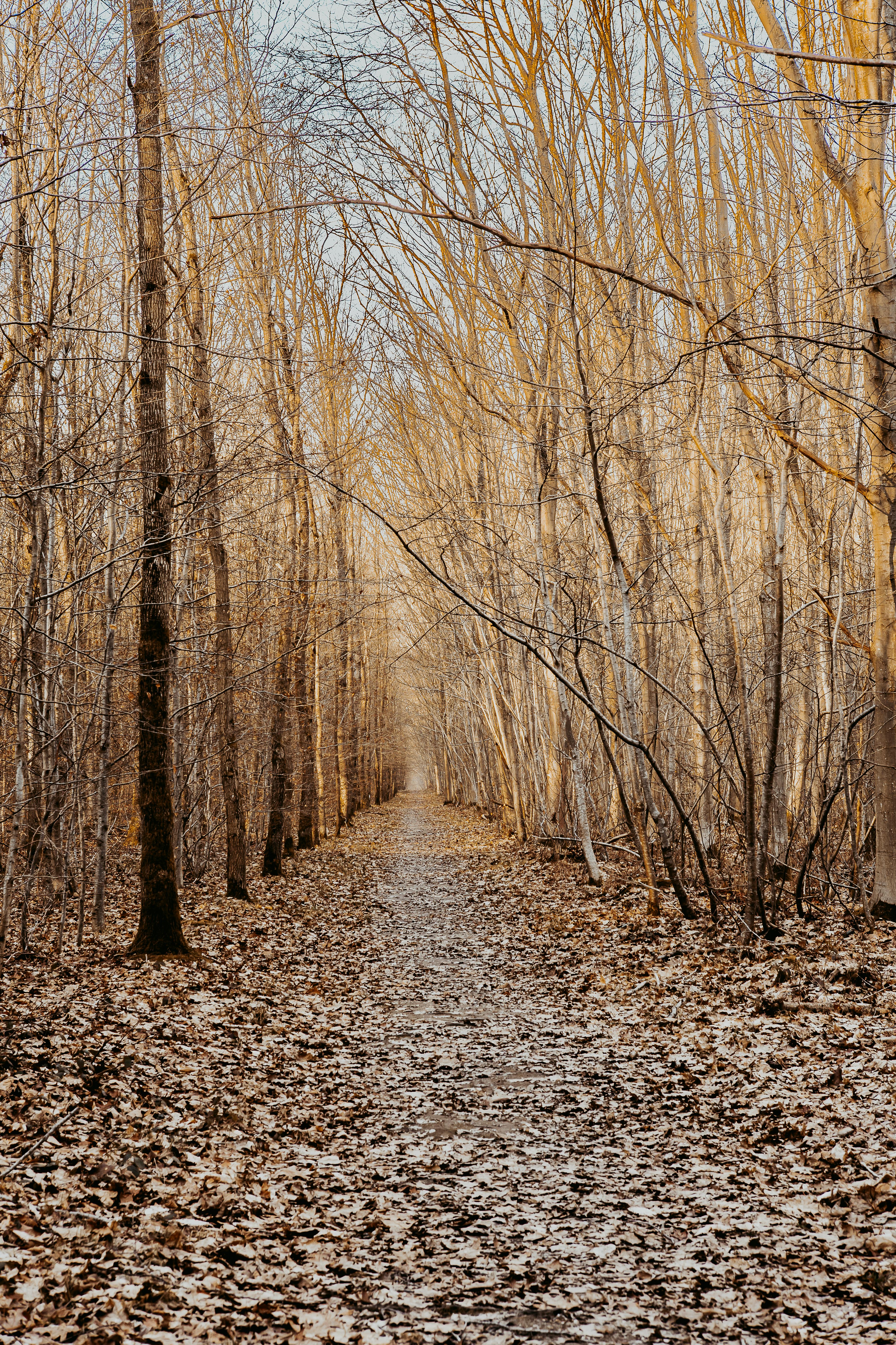 Misty Autumn Pathway Through Leafless Forest · Free Stock Photo