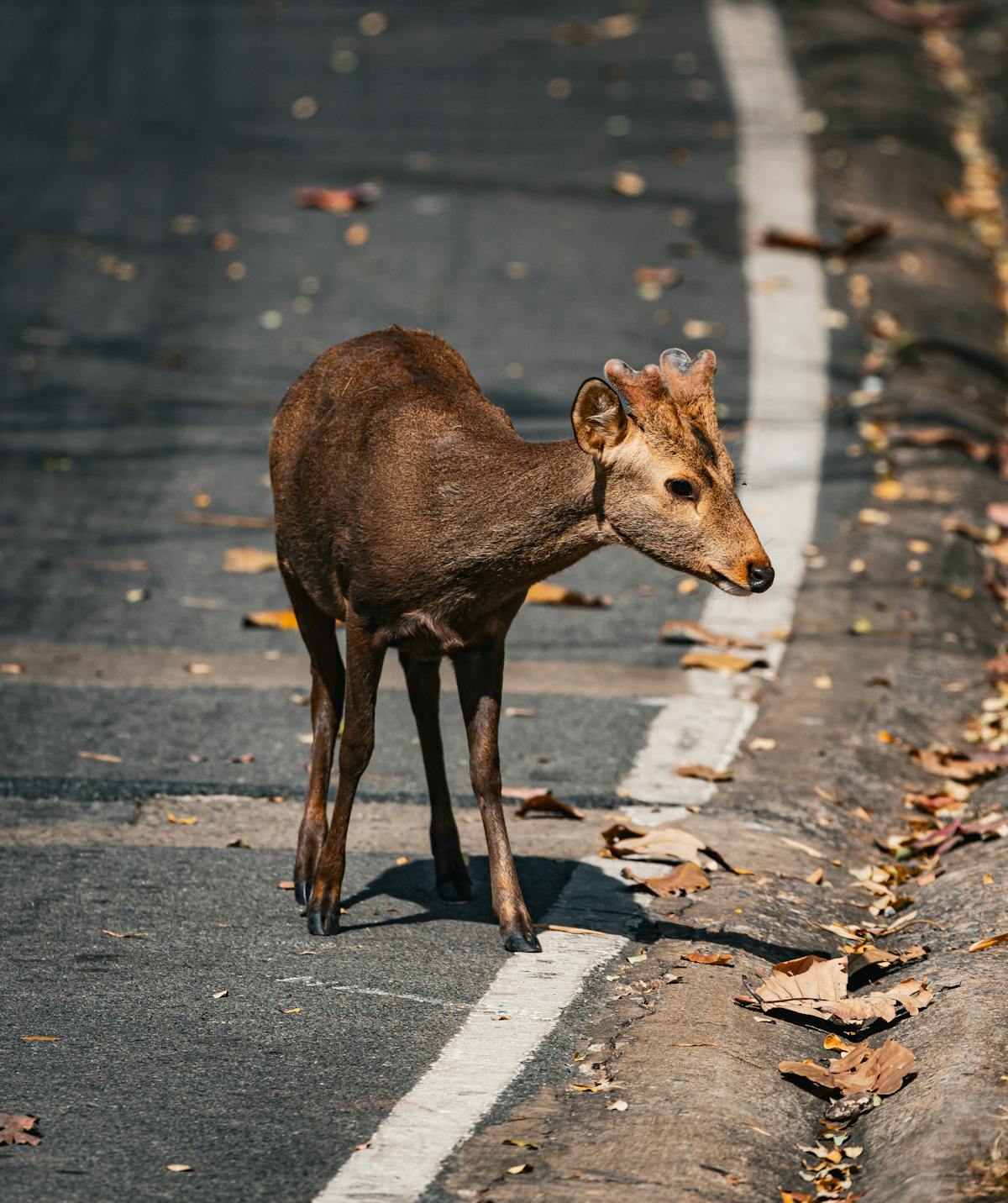 Free Pick Photos, Download The BEST Free Free Pick Stock Photos & HD Images