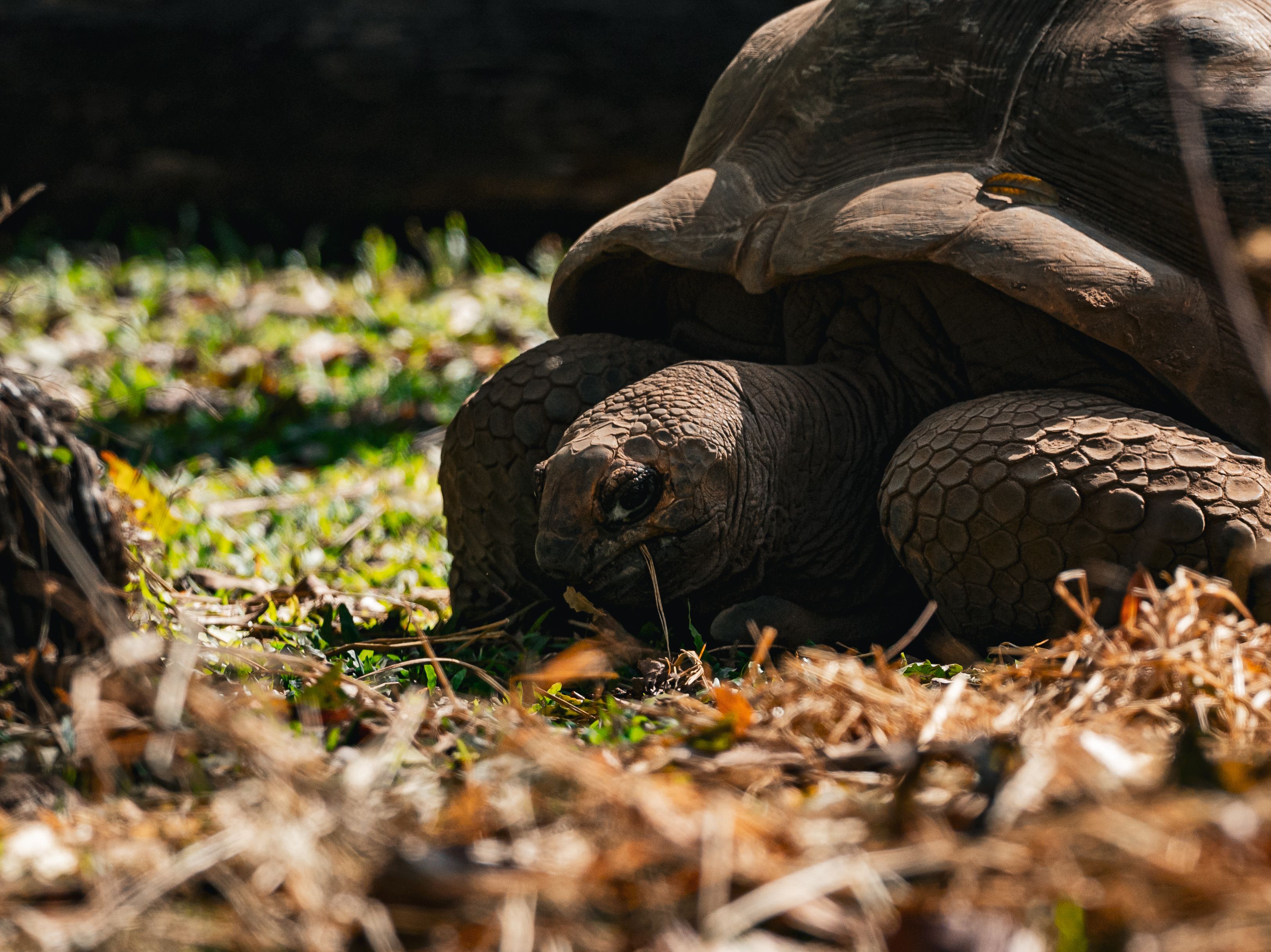 Close-Up of a Tortoise in Natural Habitat · Free Stock Photo