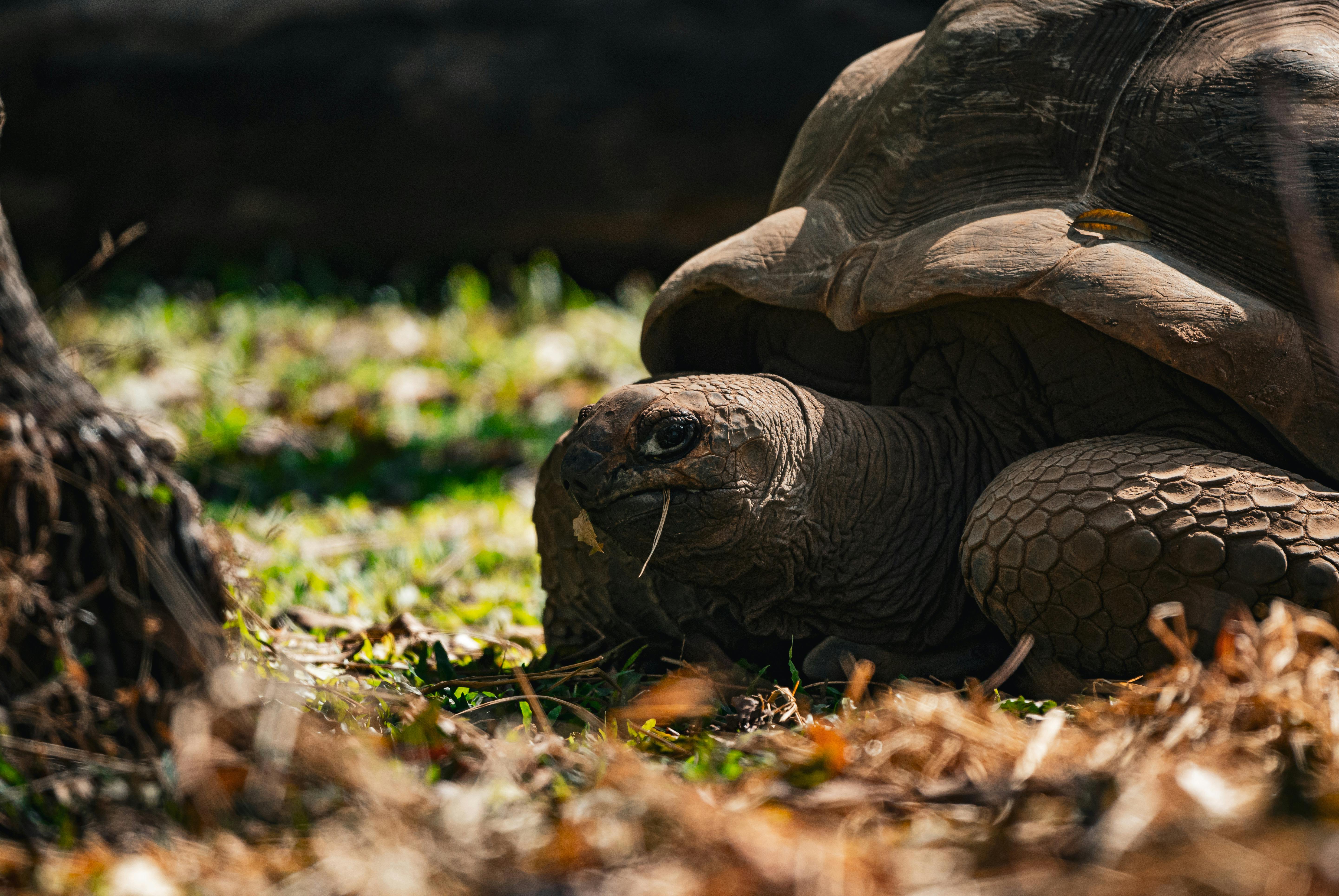 Close-Up of Tortoise in Natural Habitat, Thailand · Free Stock Photo