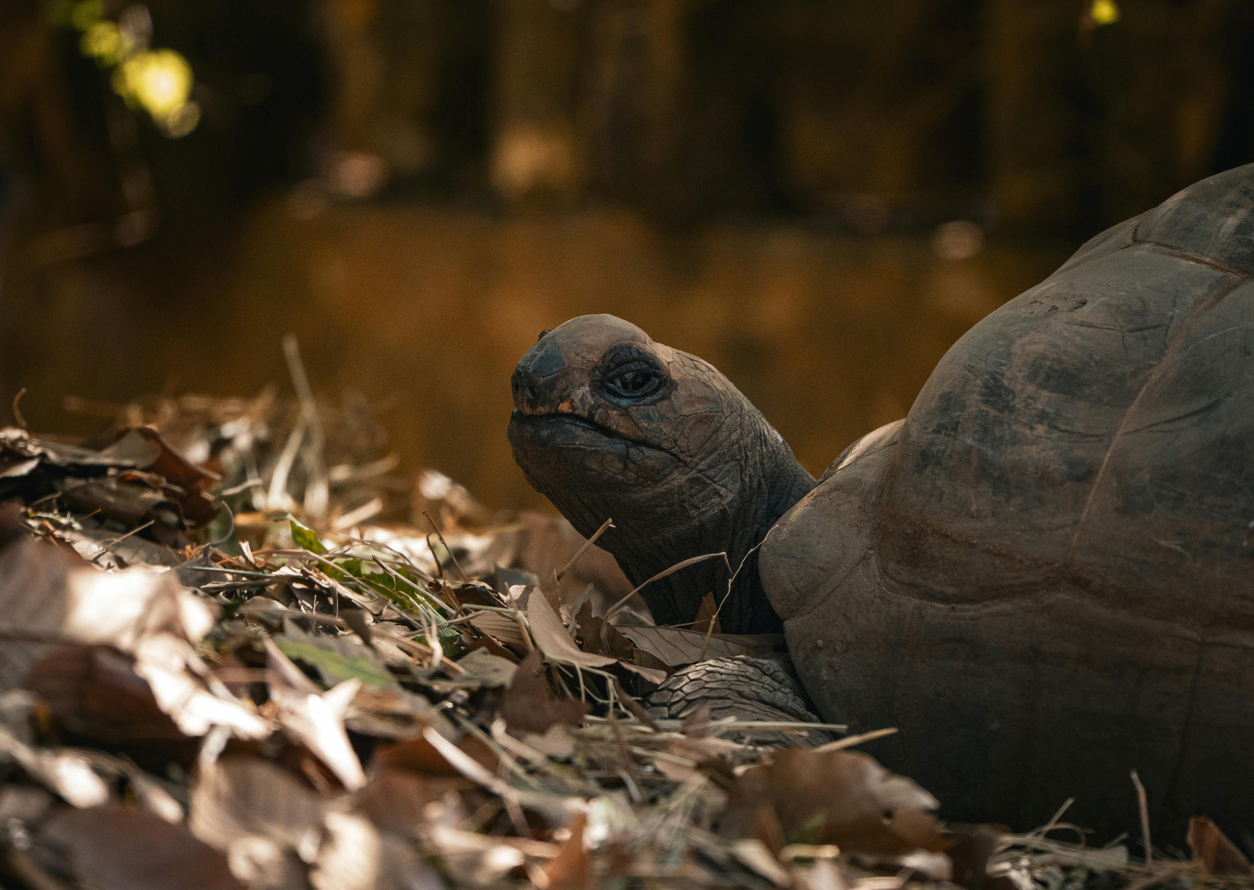 Metal Free Photos, Download The BEST Free Metal Free Stock Photos & HD ...