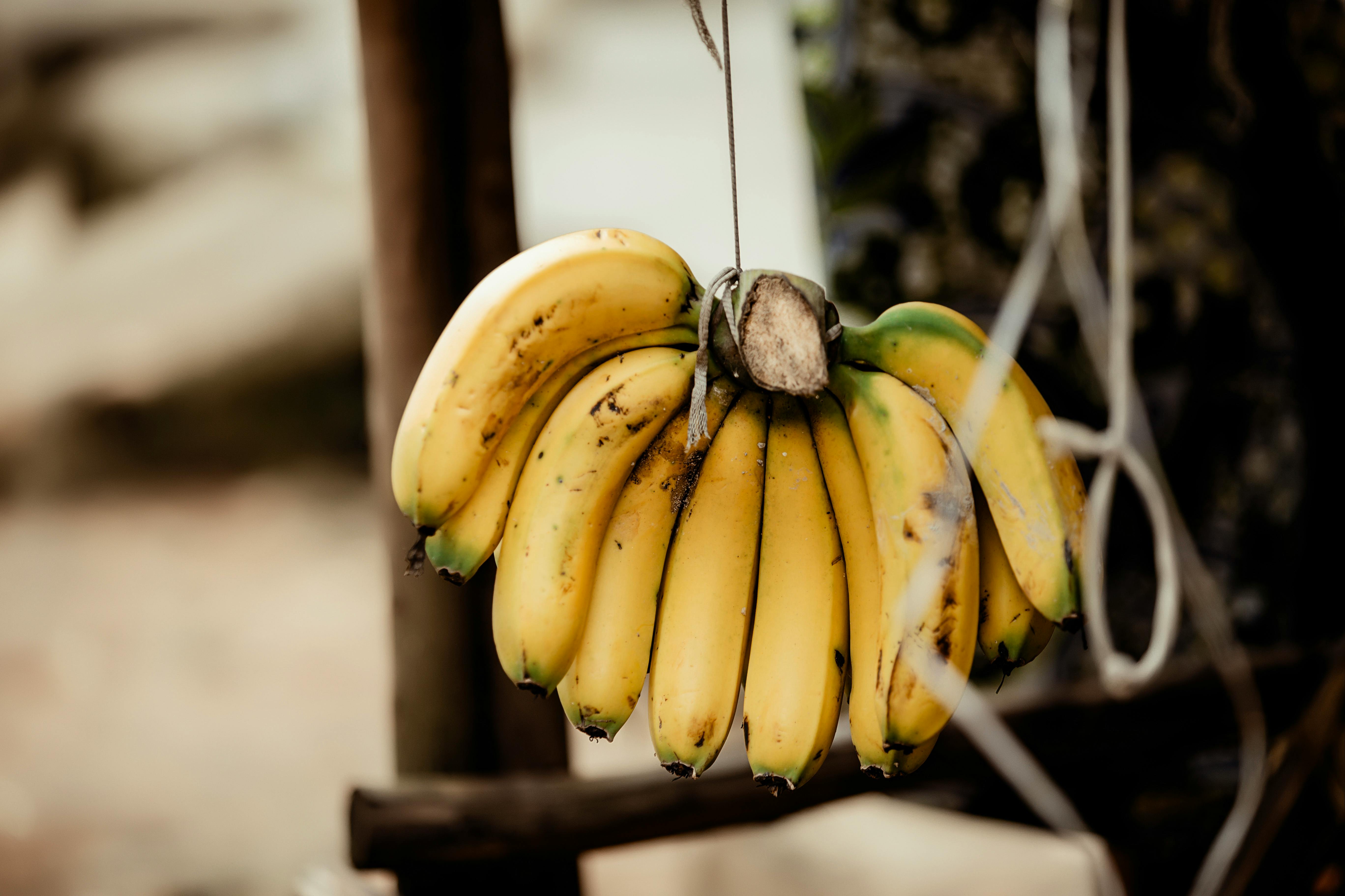 Close-Up of Hanging Bunch of Ripe Bananas · Free Stock Photo
