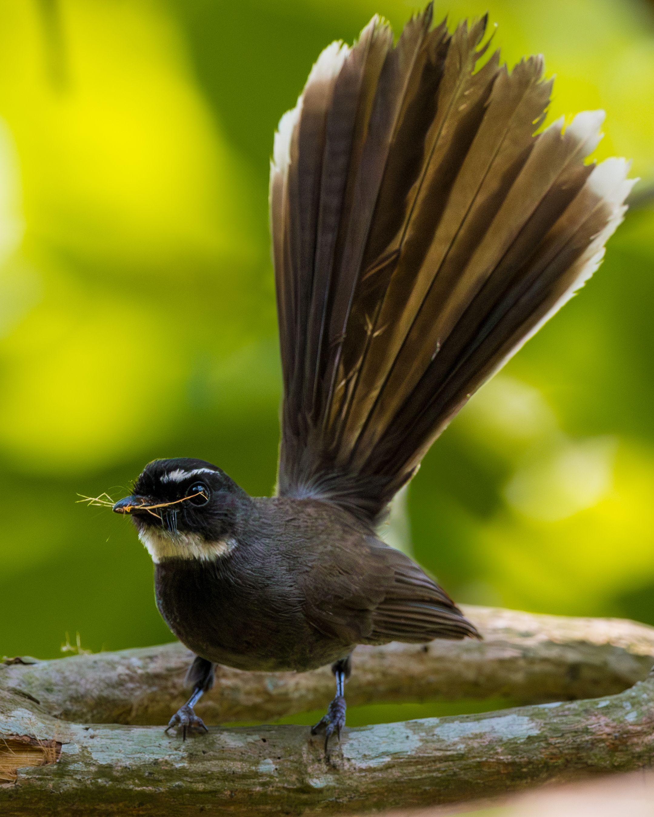 Beautiful Fantail Bird on a Branch in India · Free Stock Photo