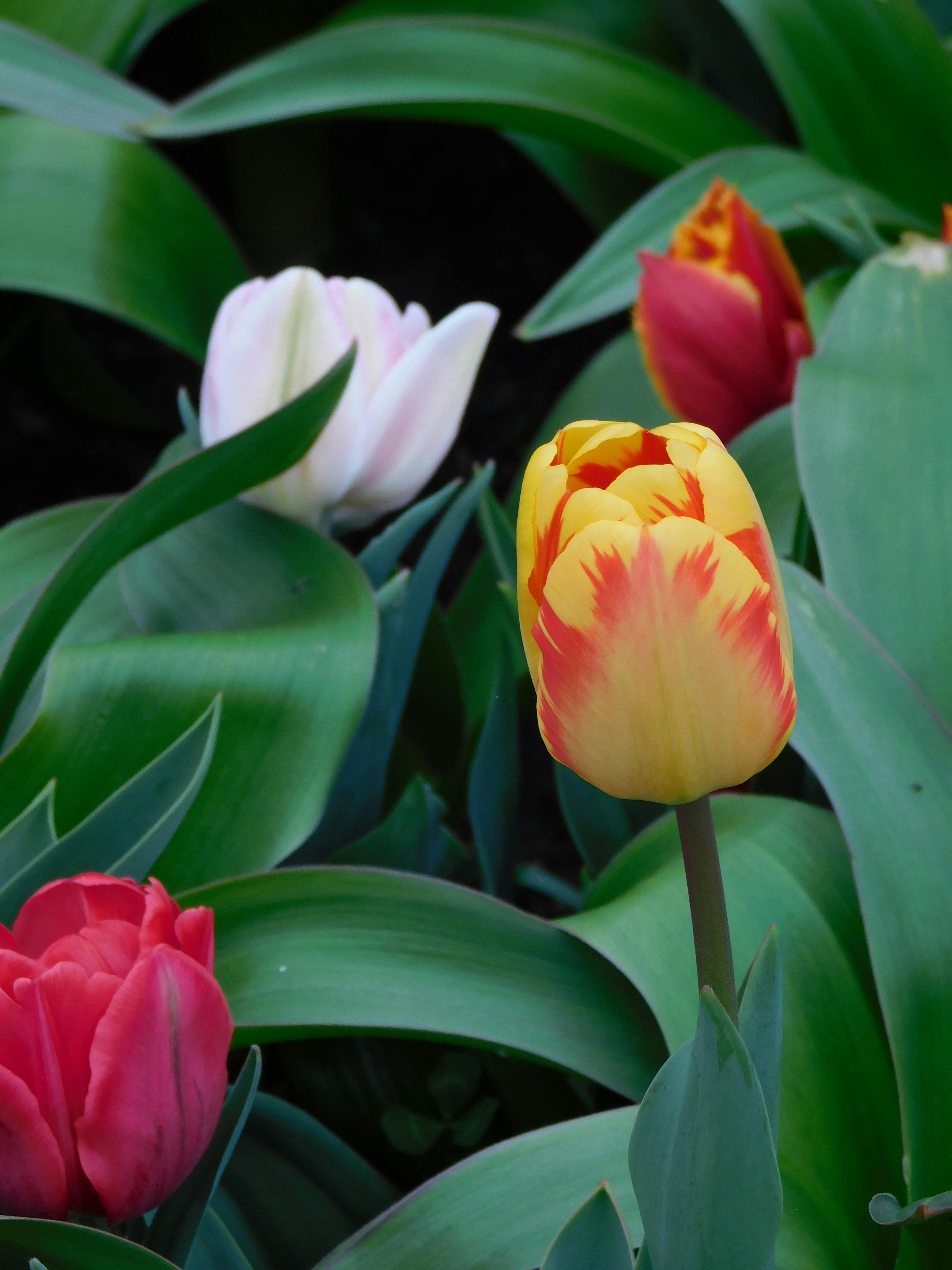 Tulpes Photos, Download The BEST Free Tulpes Stock Photos & HD Images