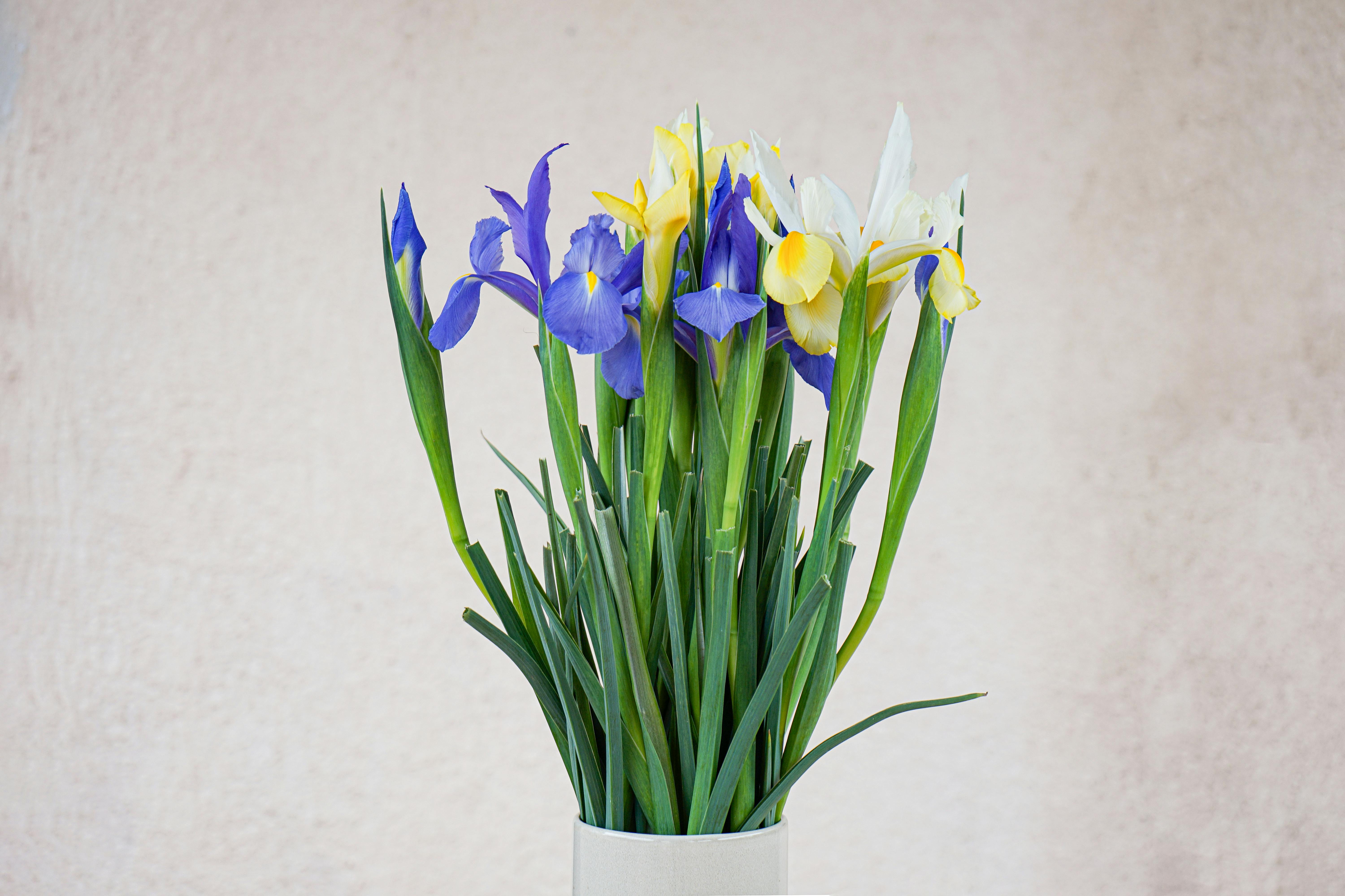 Iris Cut Flowers Photos, Download The BEST Free Iris Cut Flowers Stock ...
