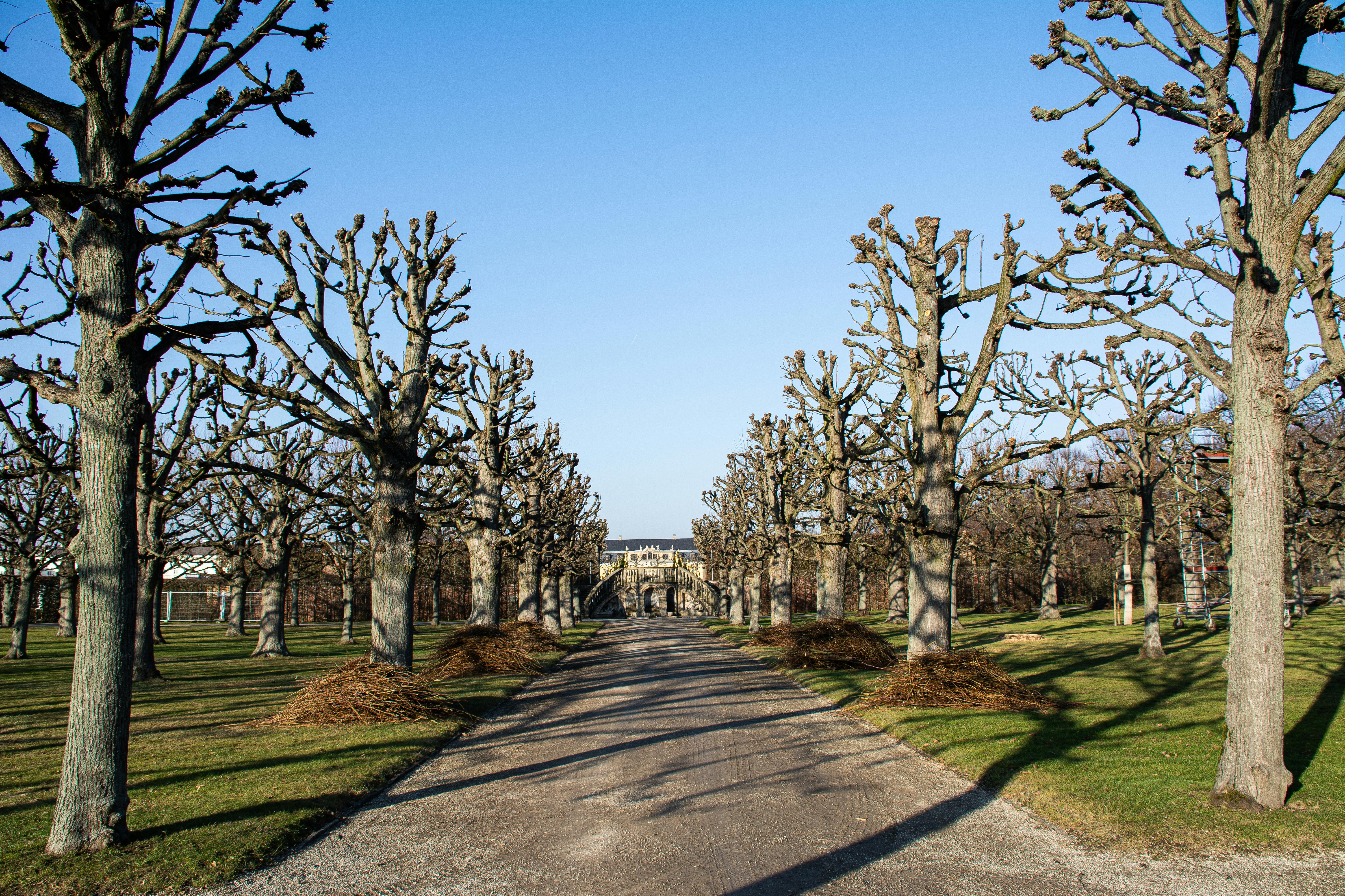 Tree-Lined Pathway in Hannover Garden · Free Stock Photo