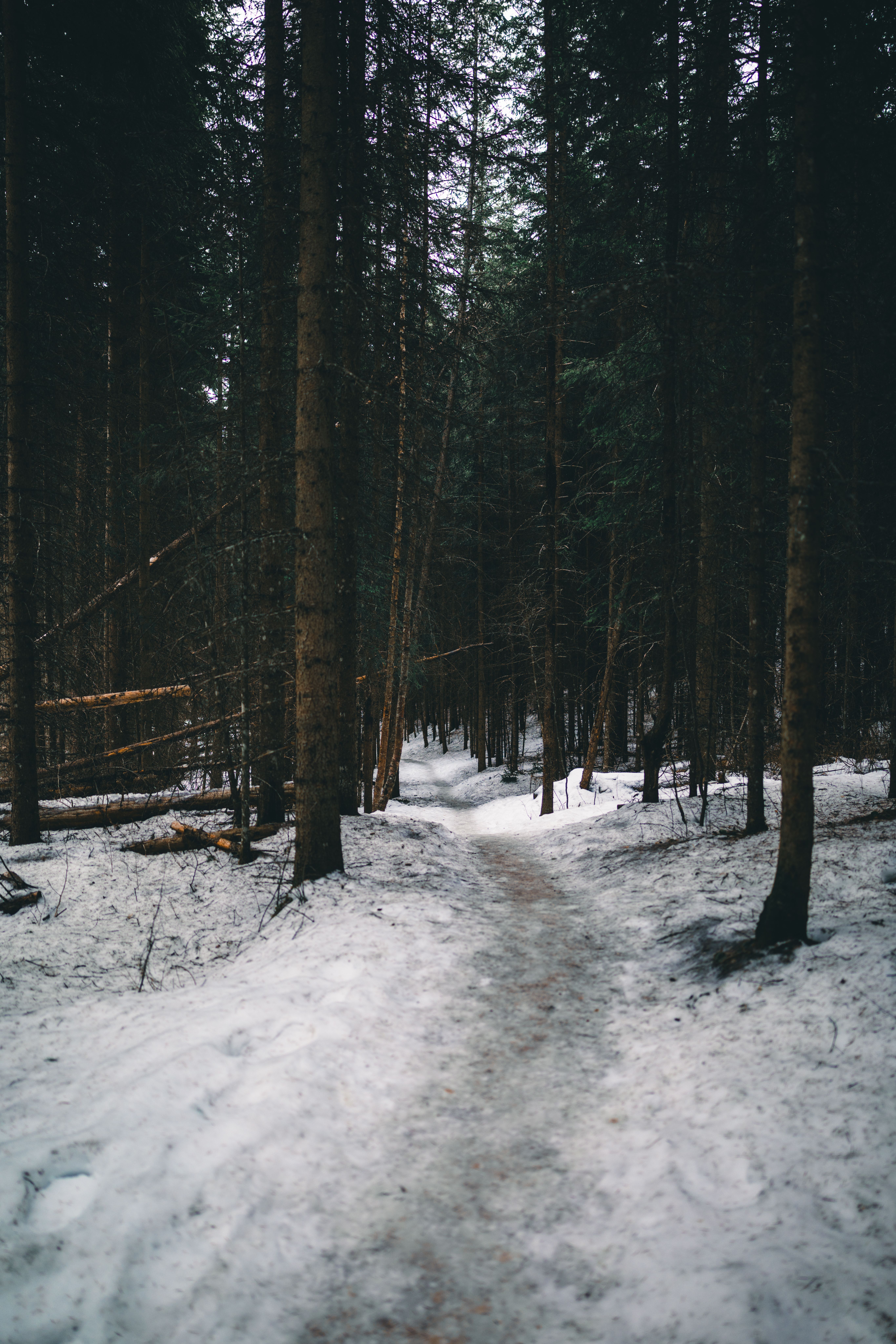Snowy Forest Trail in British Columbia · Free Stock Photo