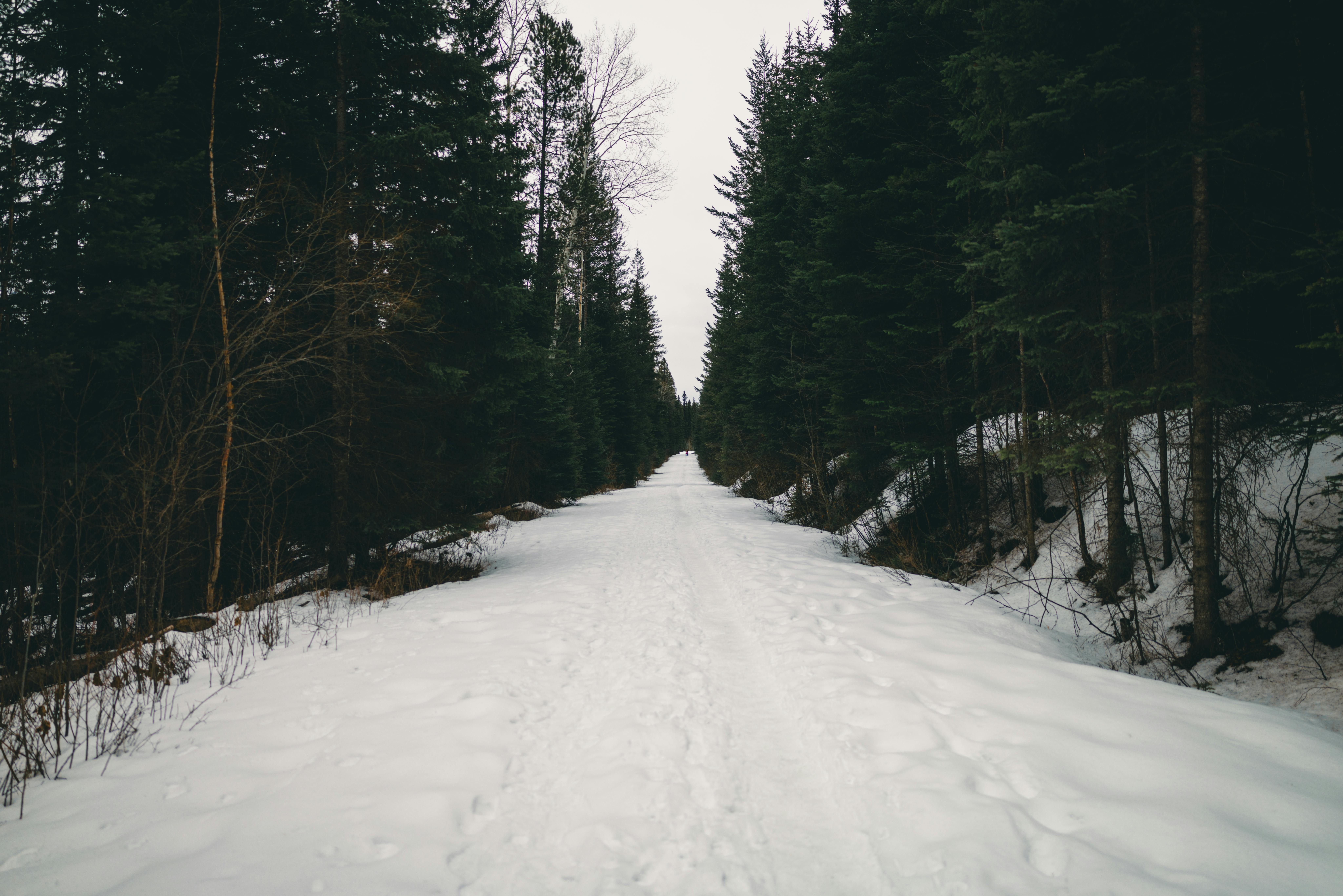 Snowy Canadian Forest Path in Winter · Free Stock Photo