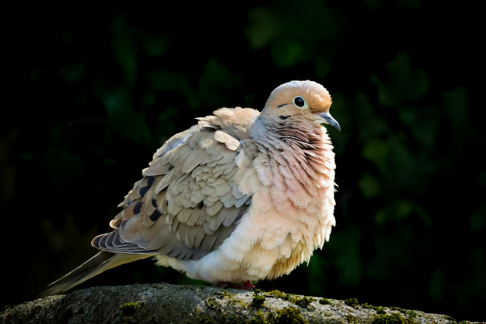Mourning Dove Photos, Download The BEST Free Mourning Dove Stock Photos ...