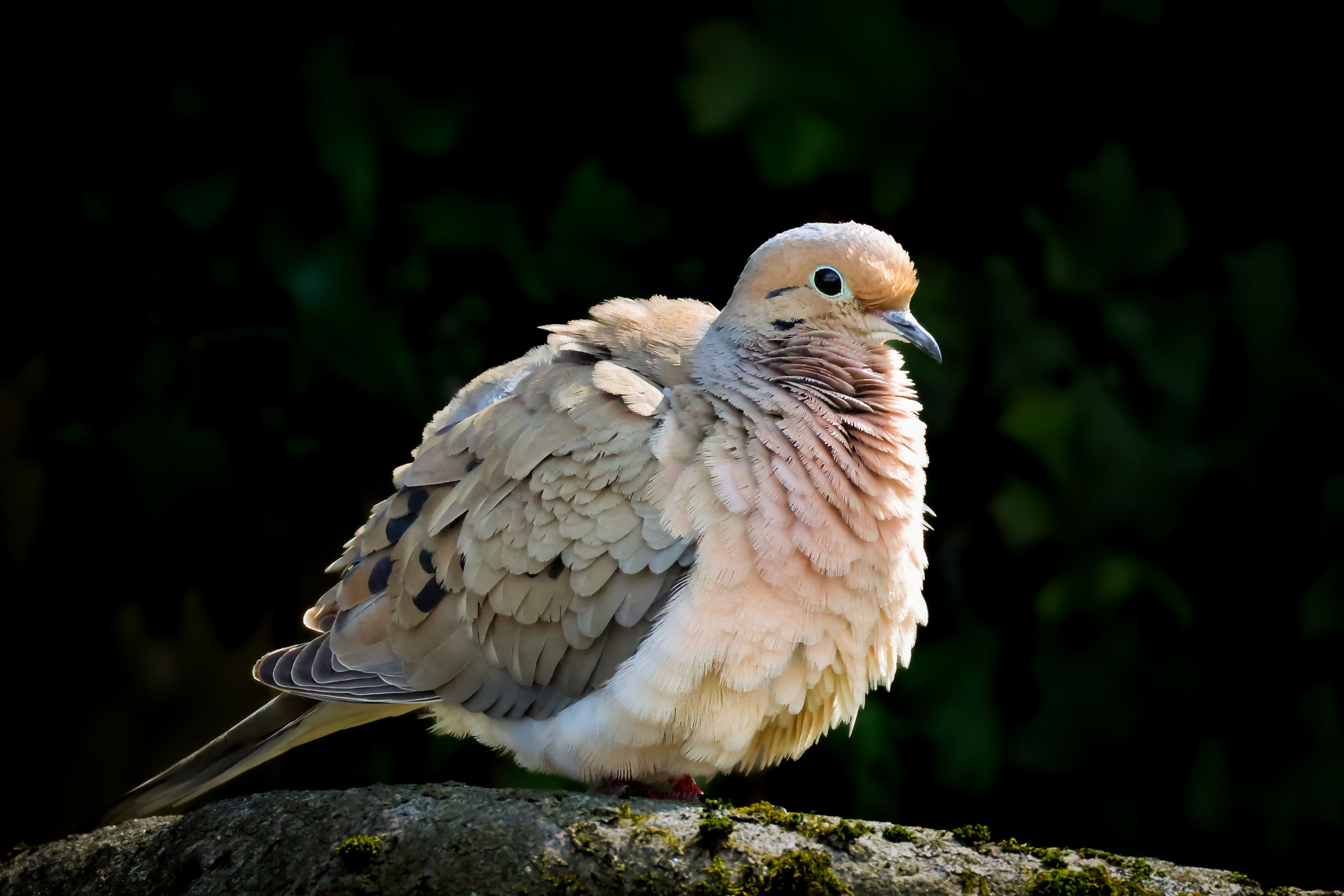Paloma De Luto. 60° F. 28 De Marzo De 2025. Darien, Ct. · Foto de stock ...
