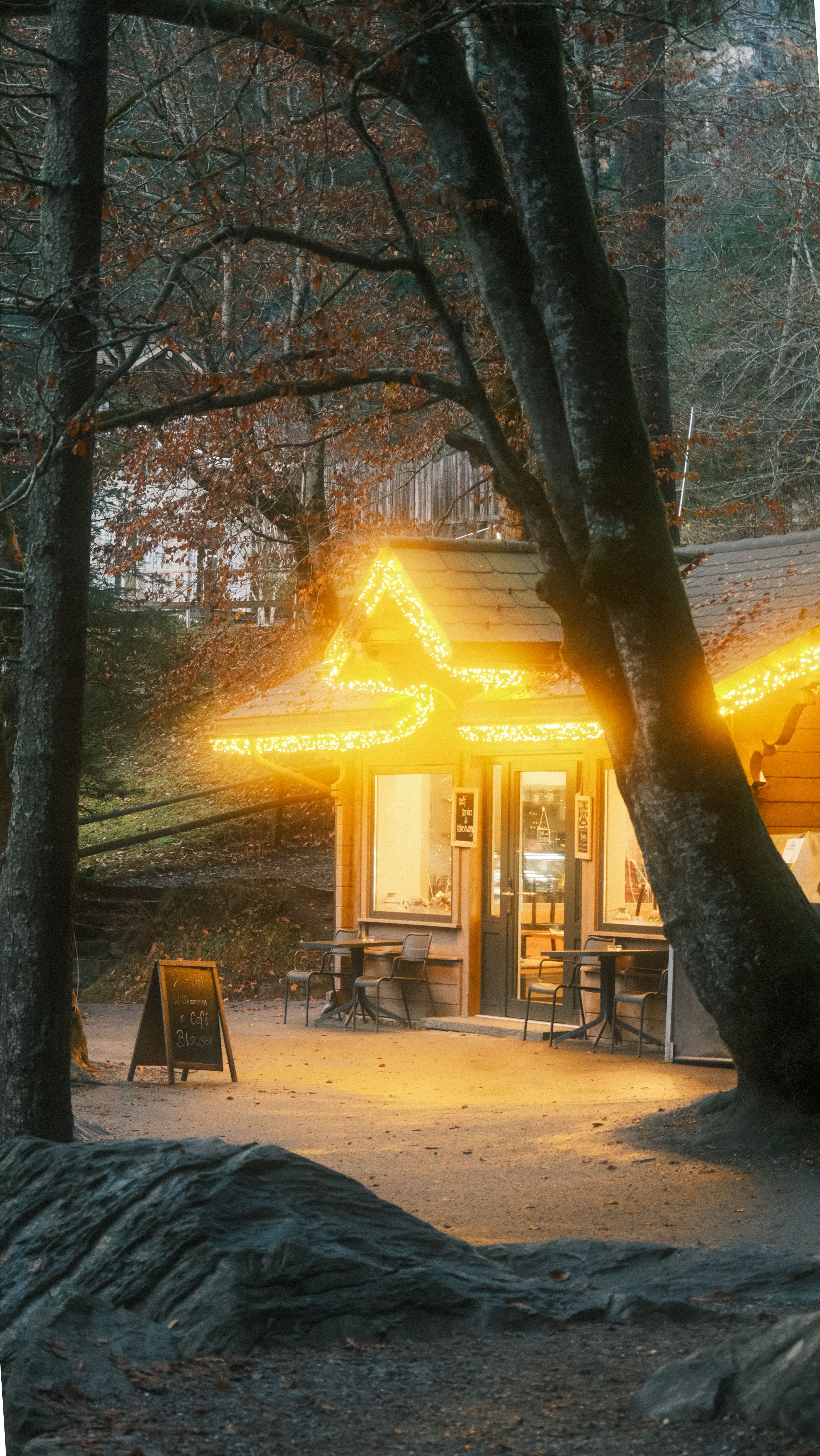 Charming Outdoor Cafe with Warm Lights in Forest · Free Stock Photo