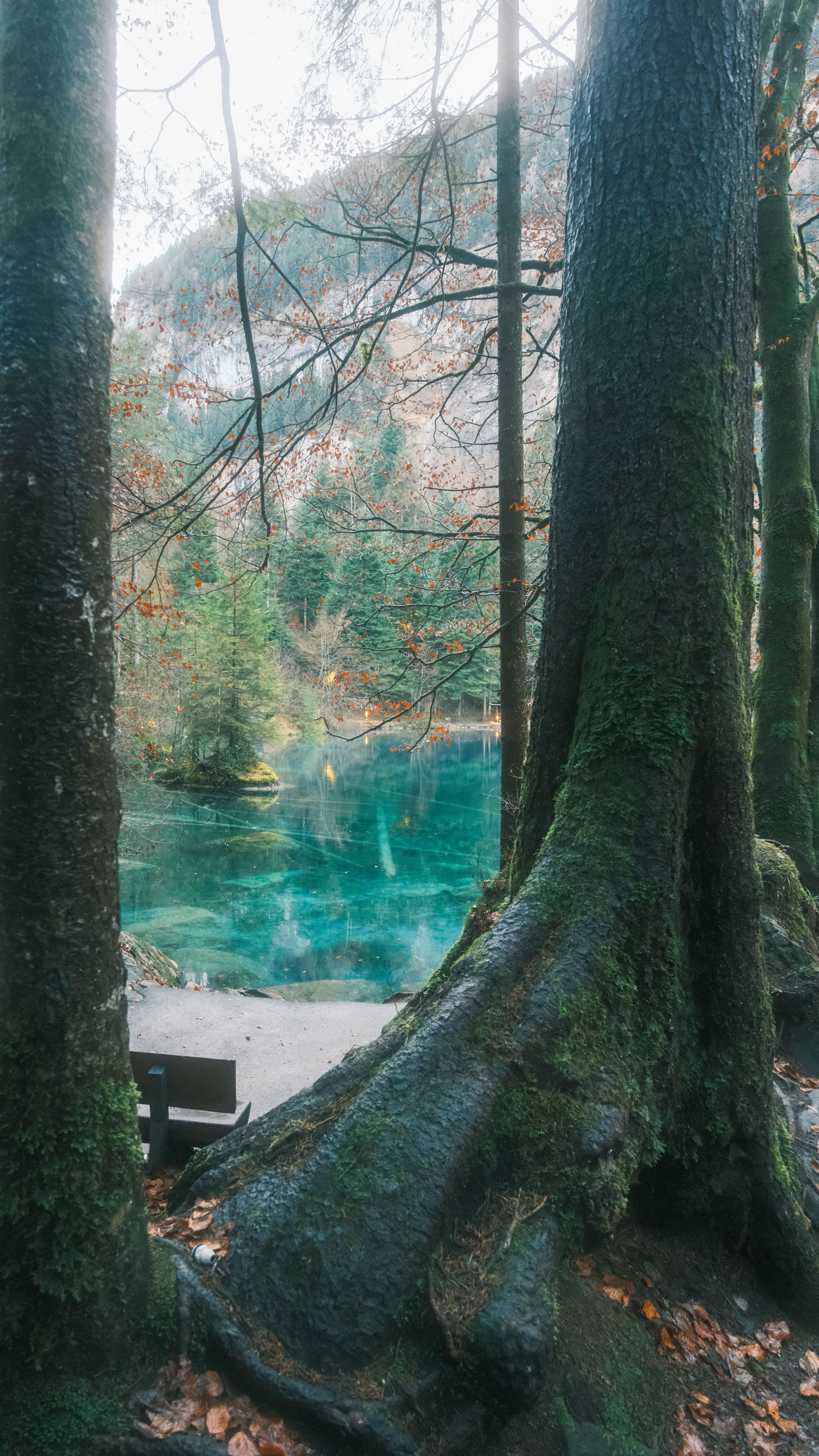 Tranquil Forest Lake Scene with Mossy Trees · Free Stock Photo