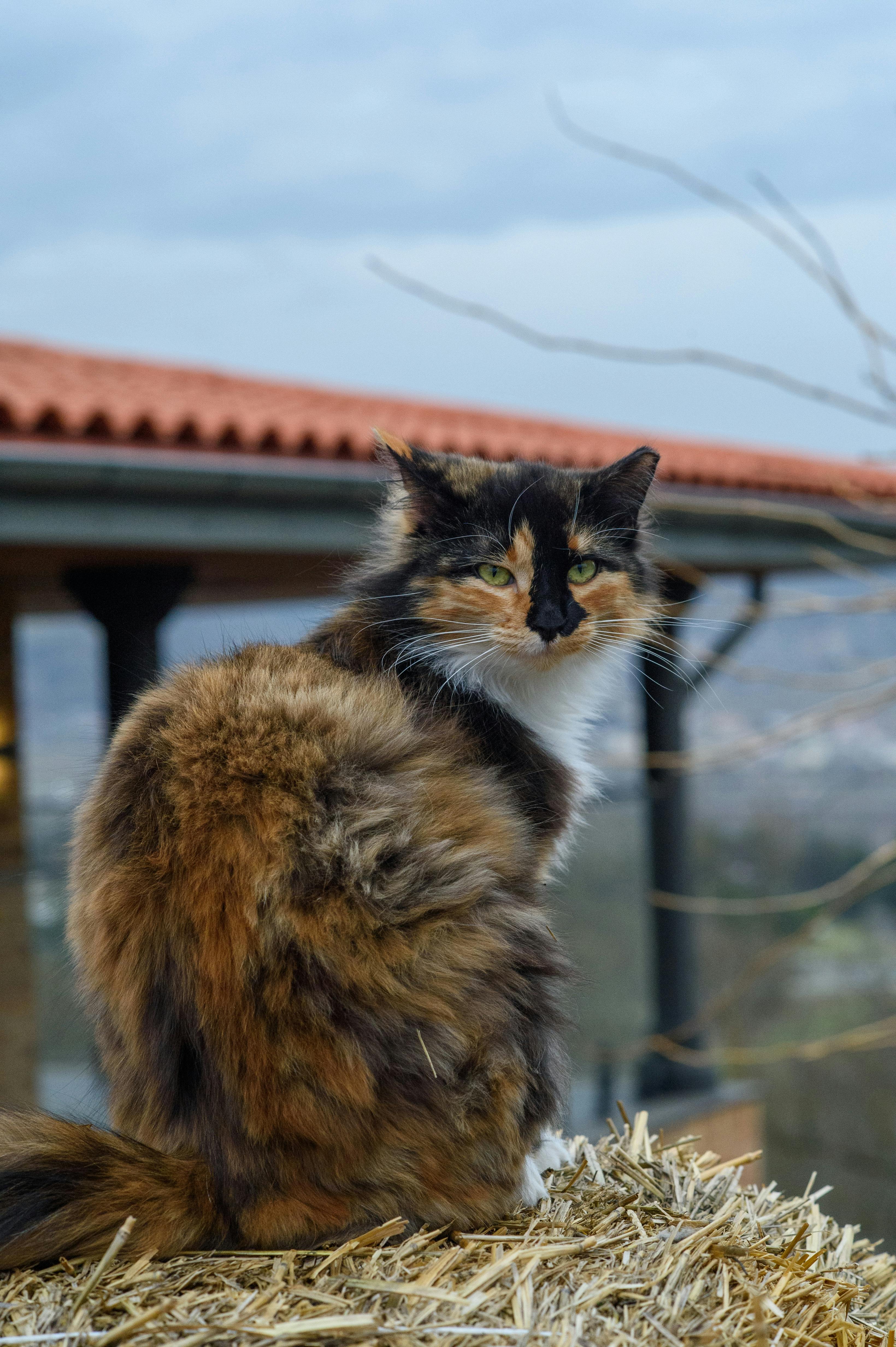 Fluffy Calico Cat Posing on Hay Bale Outdoors · Free Stock Photo