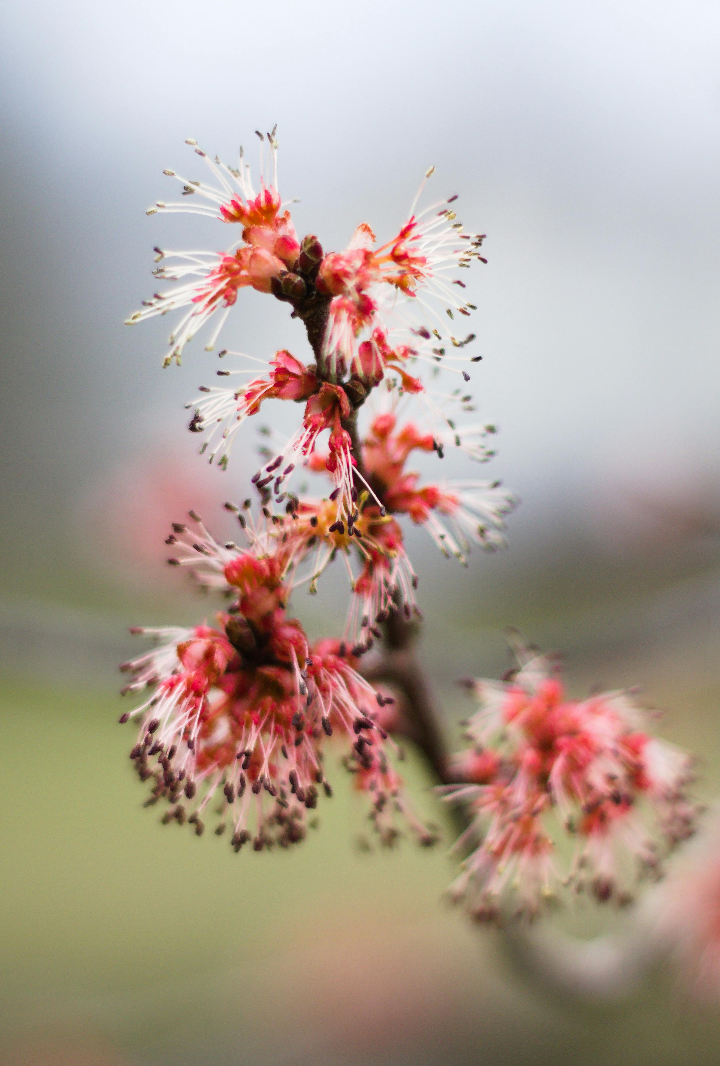 High Resolution Spring Photos, Download The BEST Free High Resolution ...