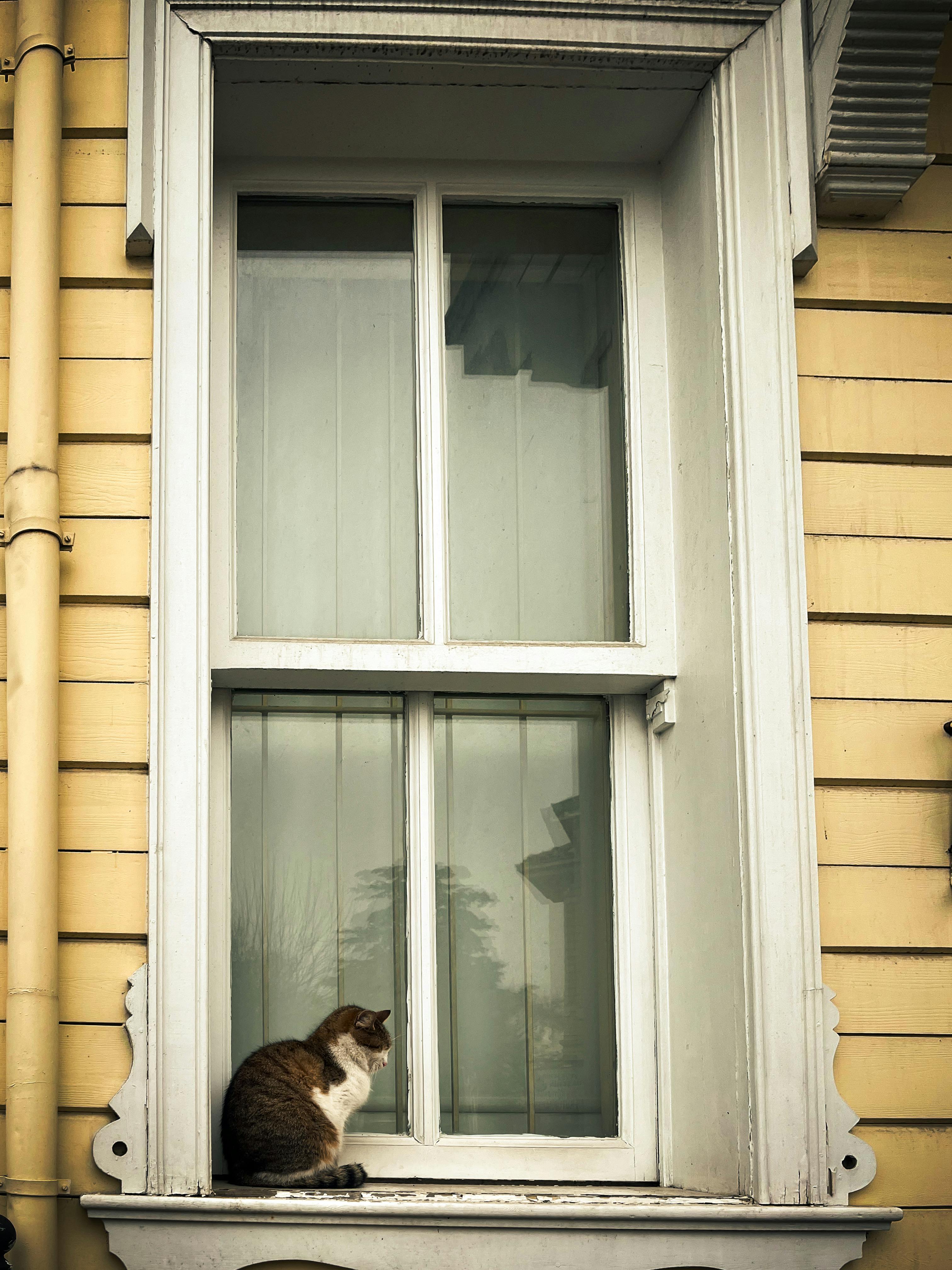 Cat by Traditional Istanbul Window on Sunny Day · Free Stock Photo