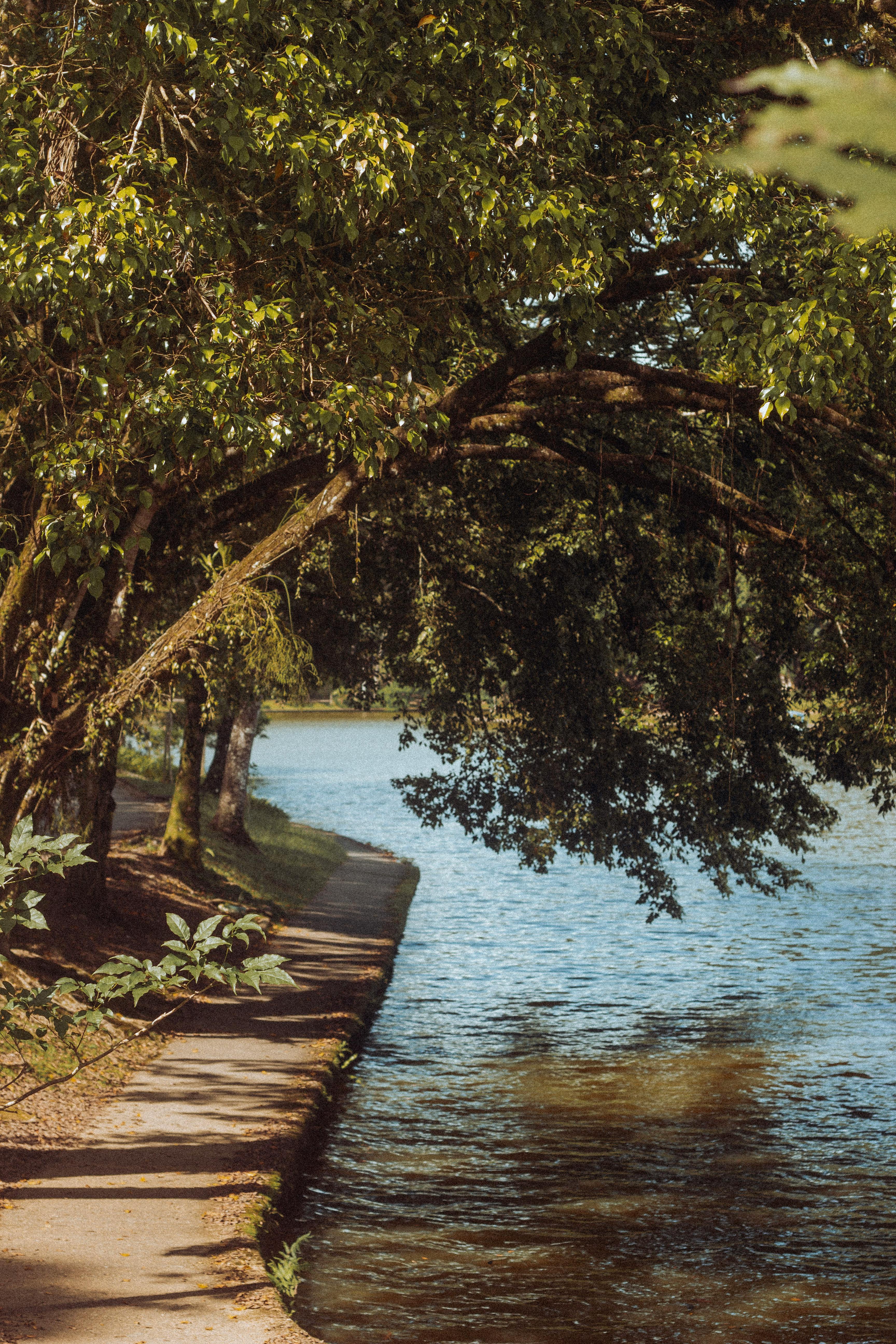 Tranquil Riverside Path Under Lush Greenery · Free Stock Photo
