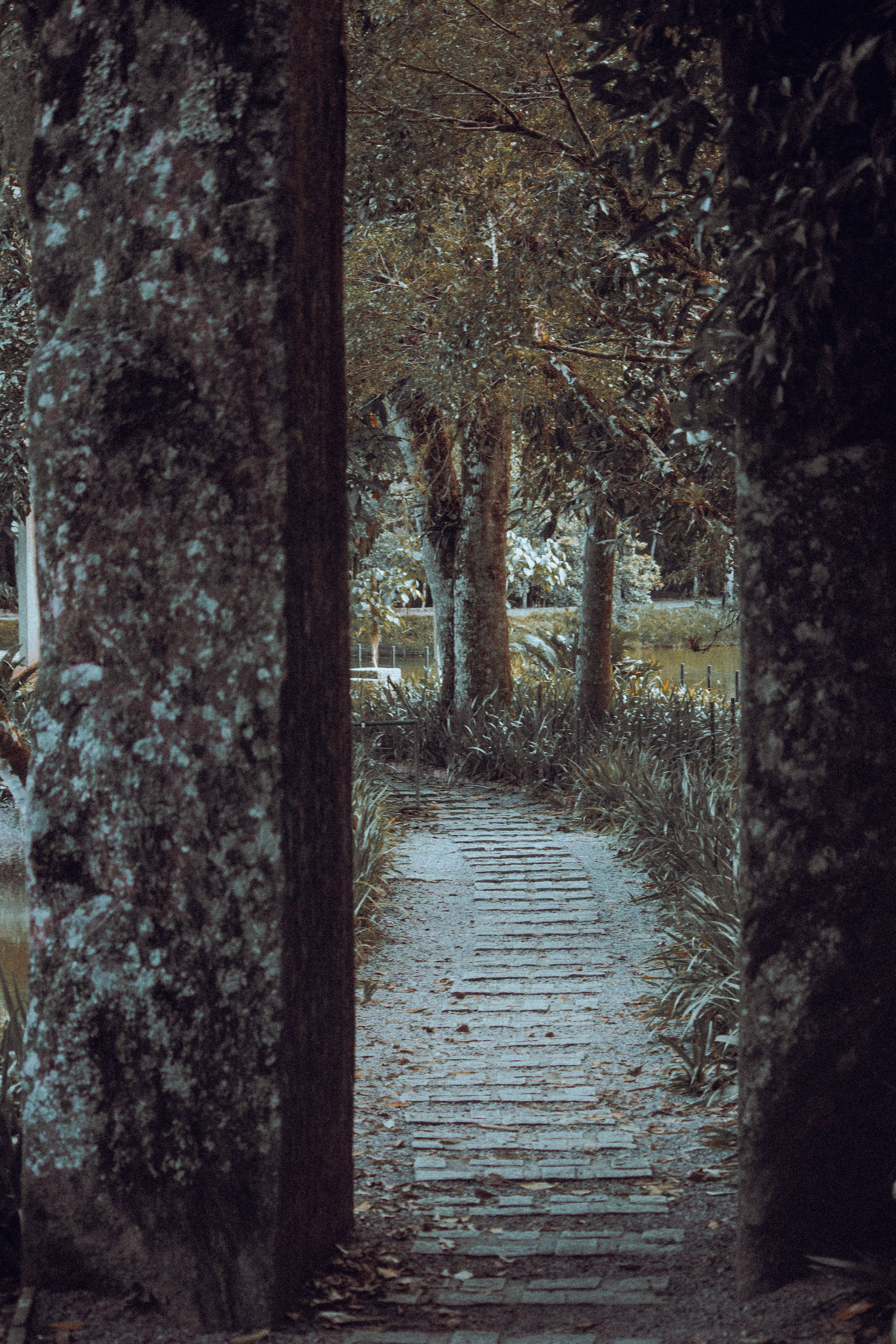 Serene Forest Pathway Through Stone Archway · Free Stock Photo