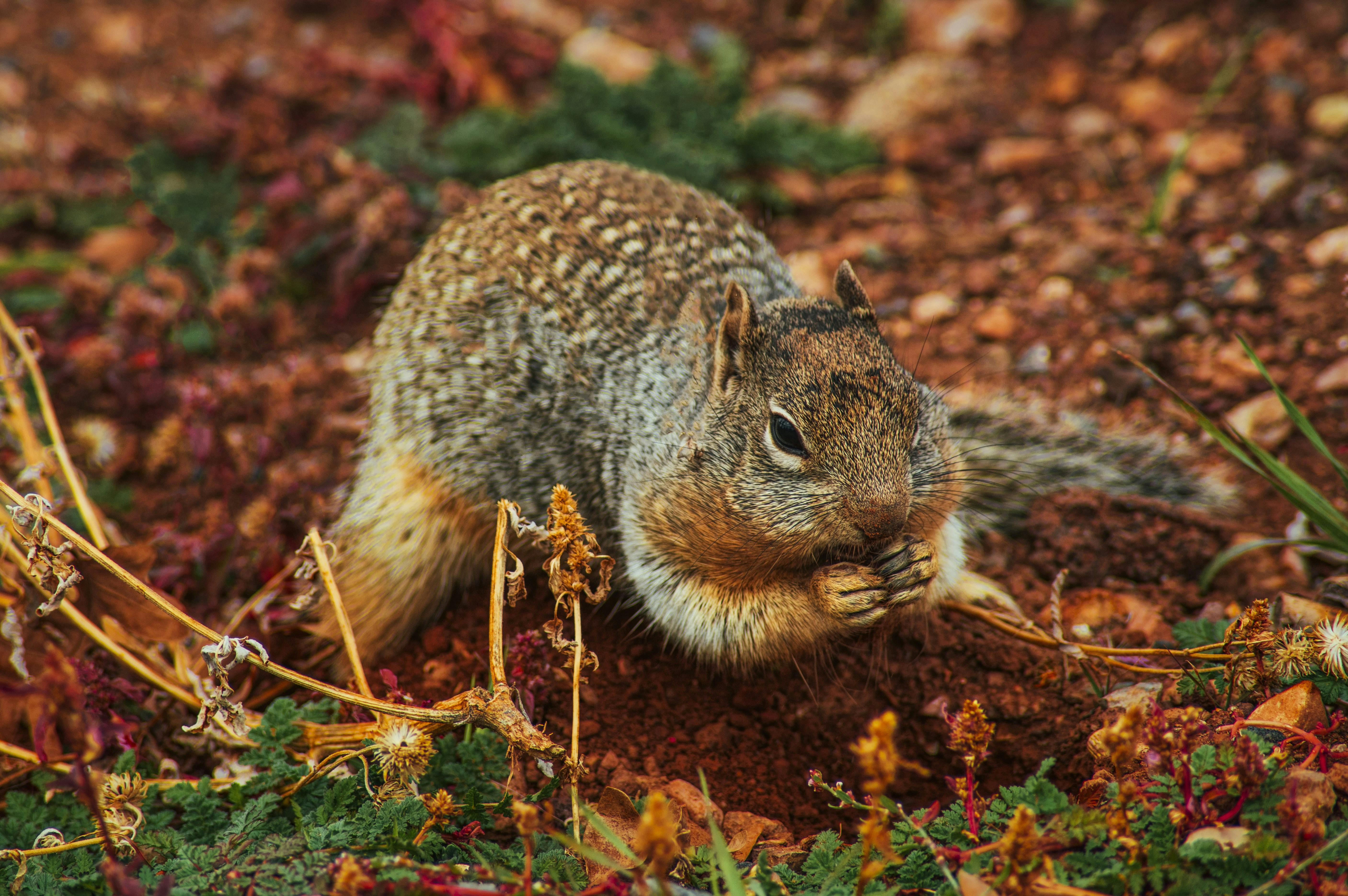 Close-up of Squirrel on Field · Free Stock Photo
