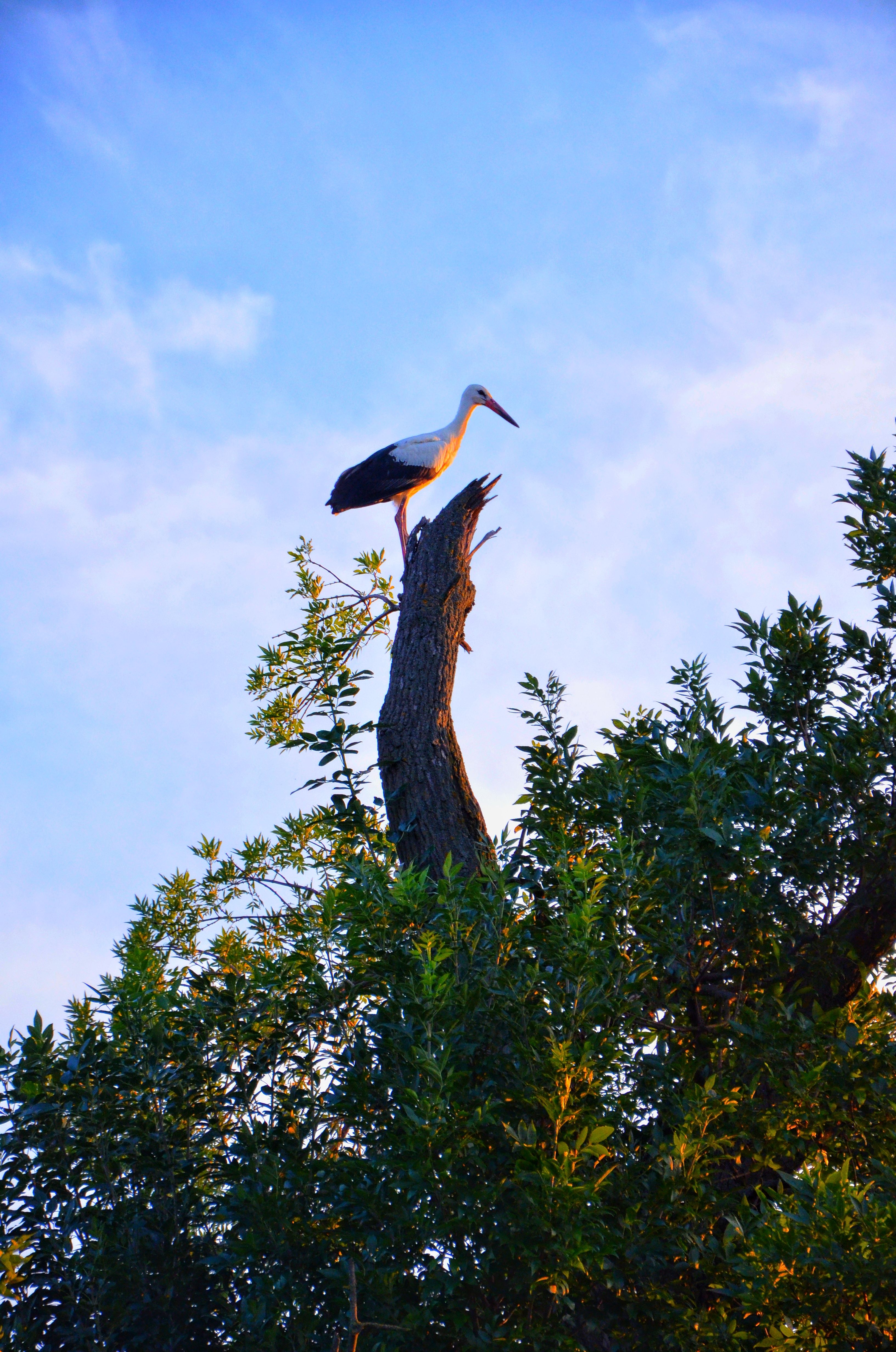 Bird At Rest Photos, Download The BEST Free Bird At Rest Stock Photos ...