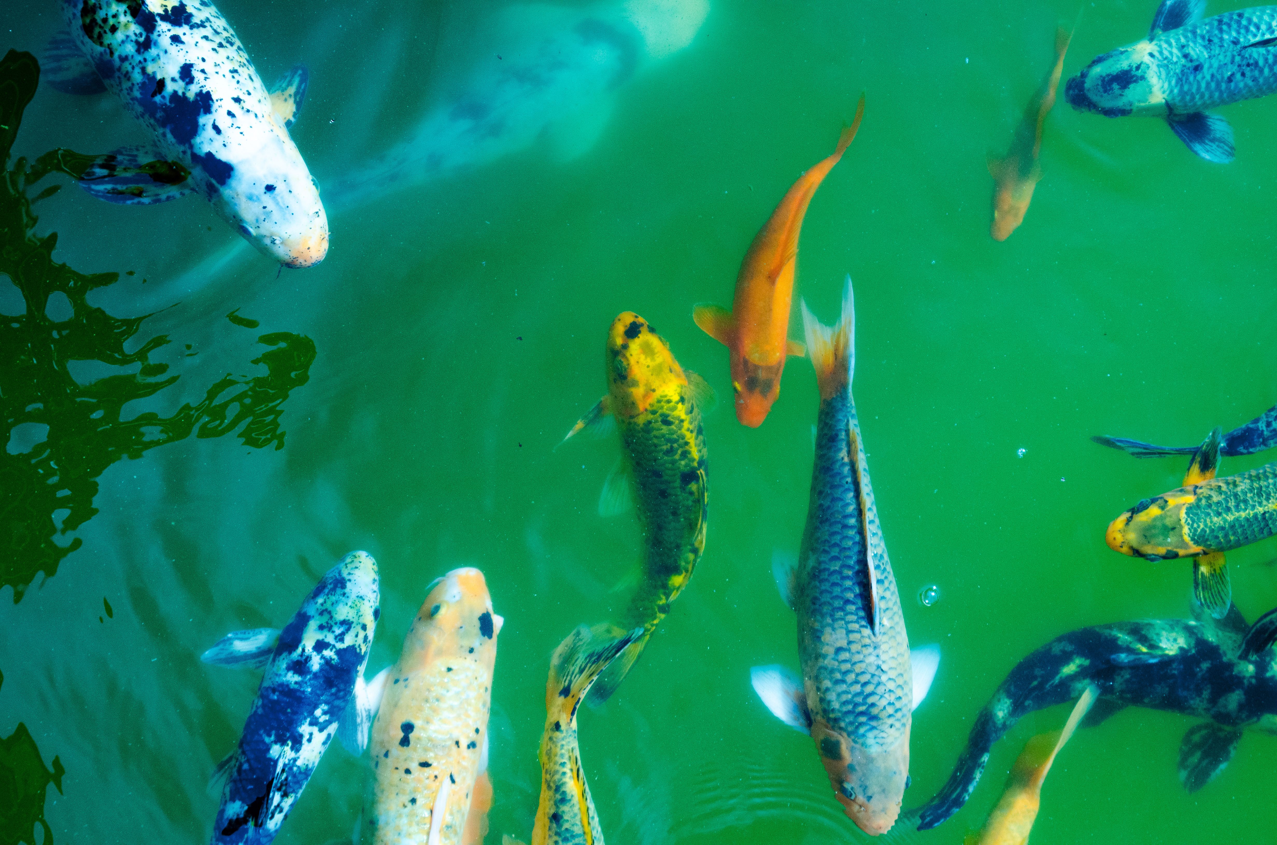 Colorful Koi Fish Swimming in Tranquil Pond · Free Stock Photo