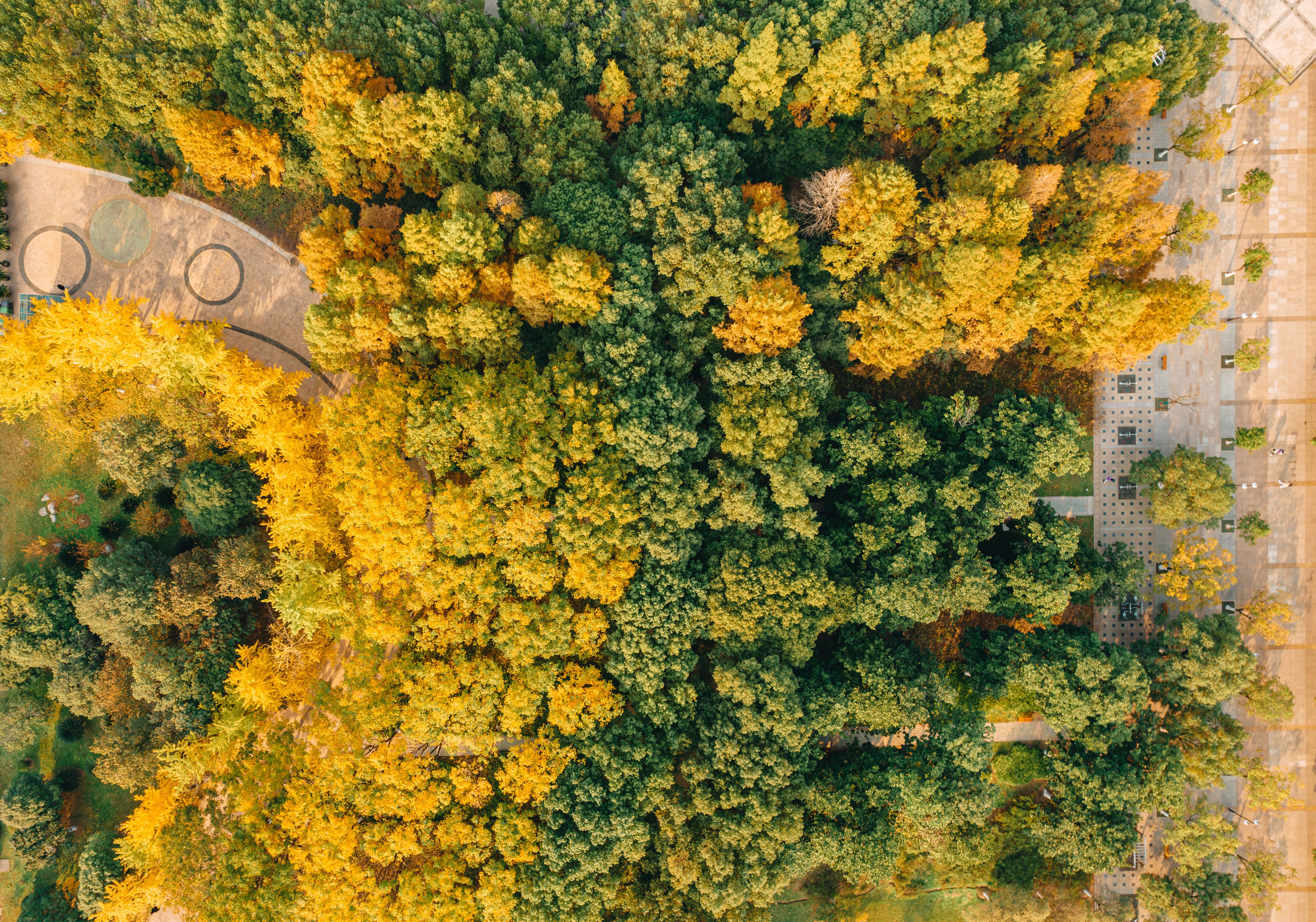 Aerial View of Vibrant Autumn Forest · Free Stock Photo