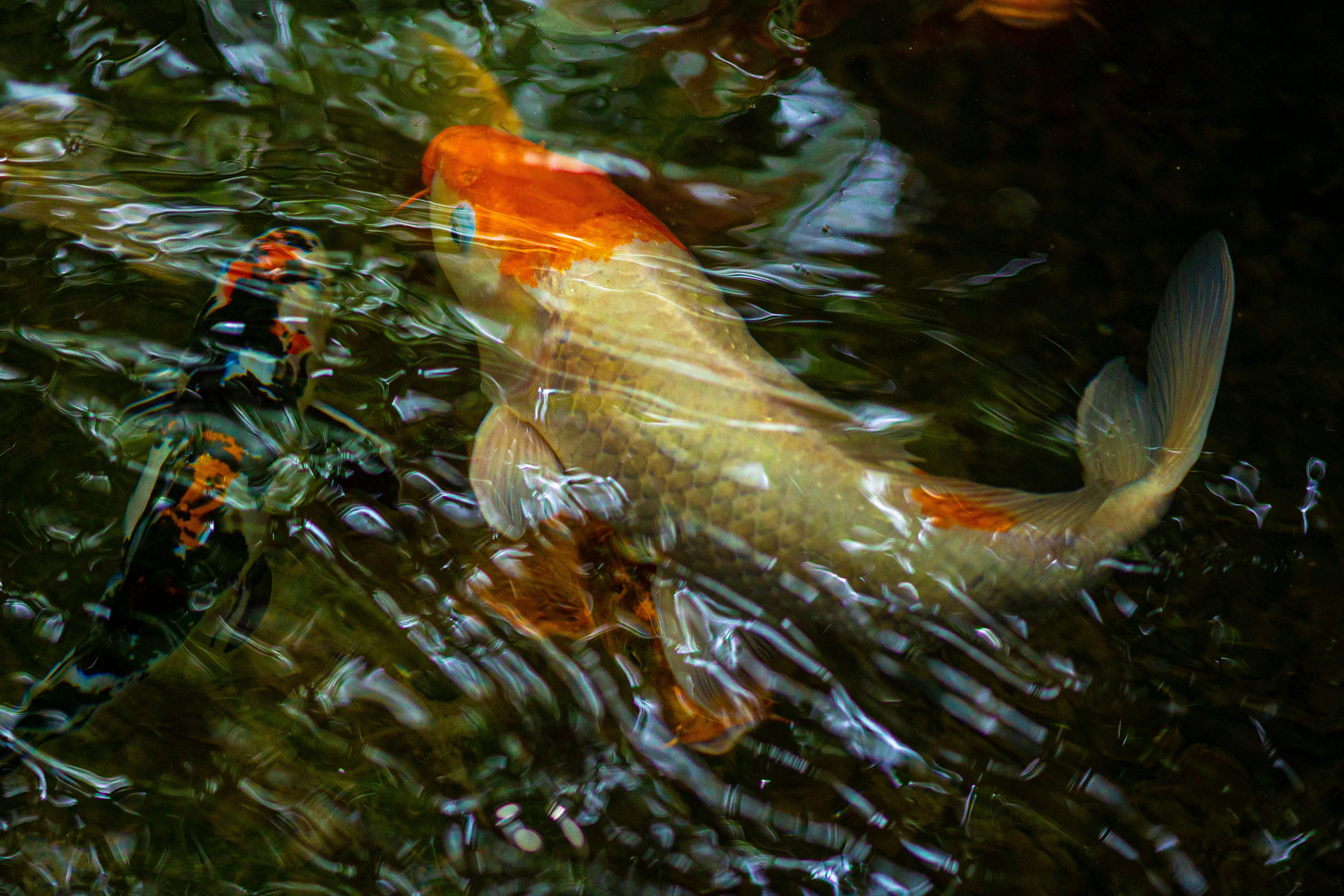 Vibrant Koi Fish Swimming in Clear Pond · Free Stock Photo