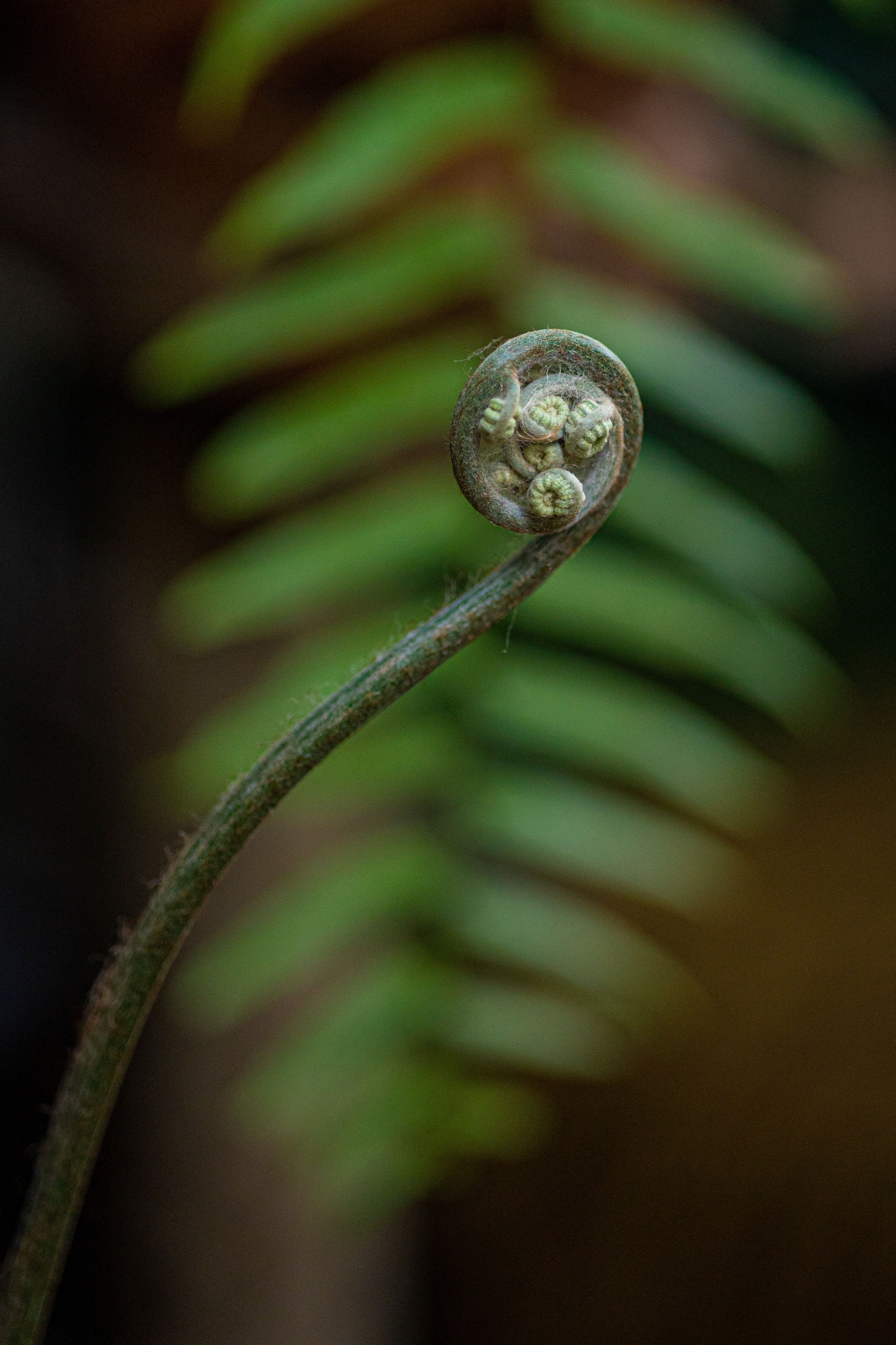 Close-up of a Curling Fern Frond in Vietnam · Free Stock Photo
