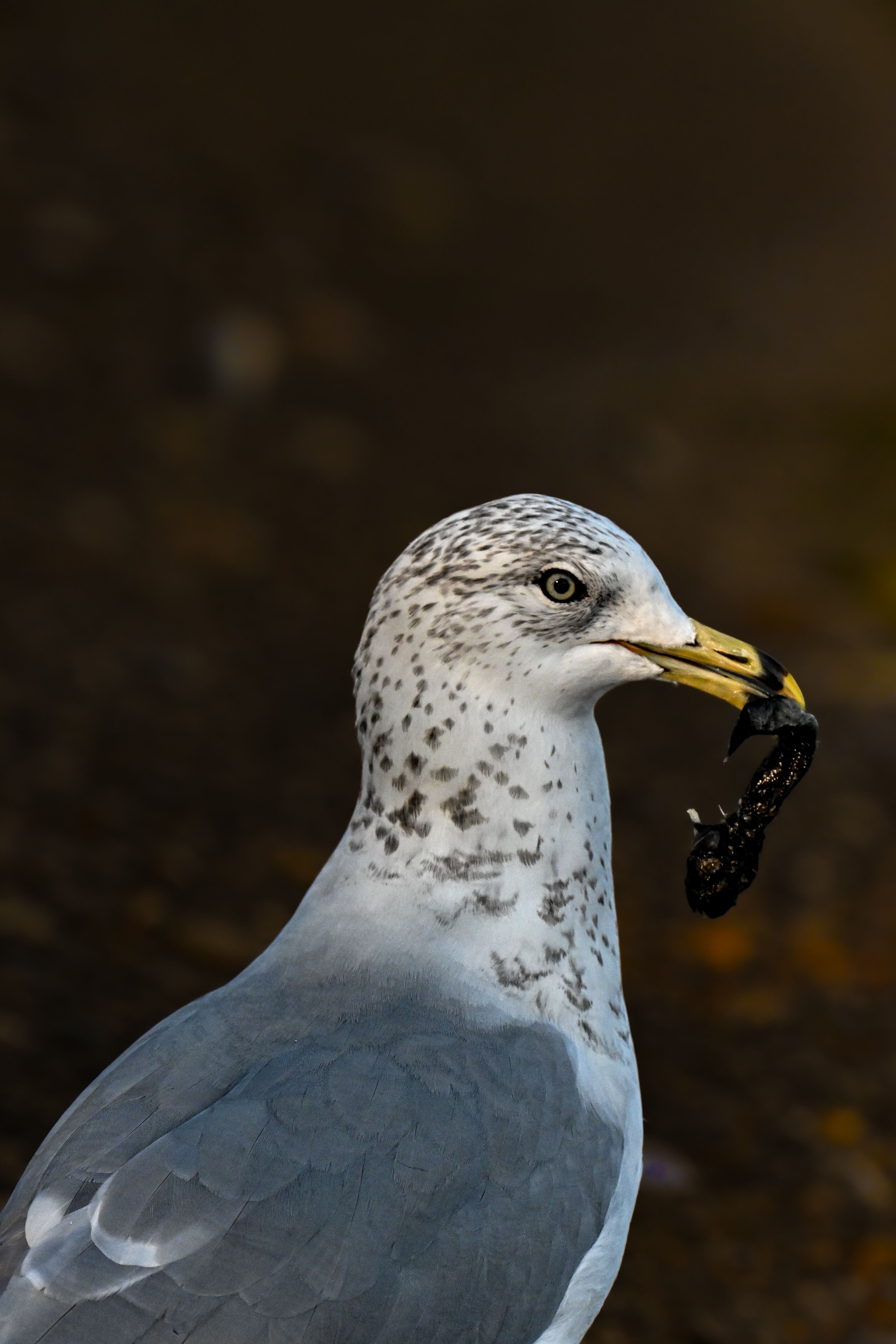 Close-Up of Seagull with Prey in Beak · Free Stock Photo