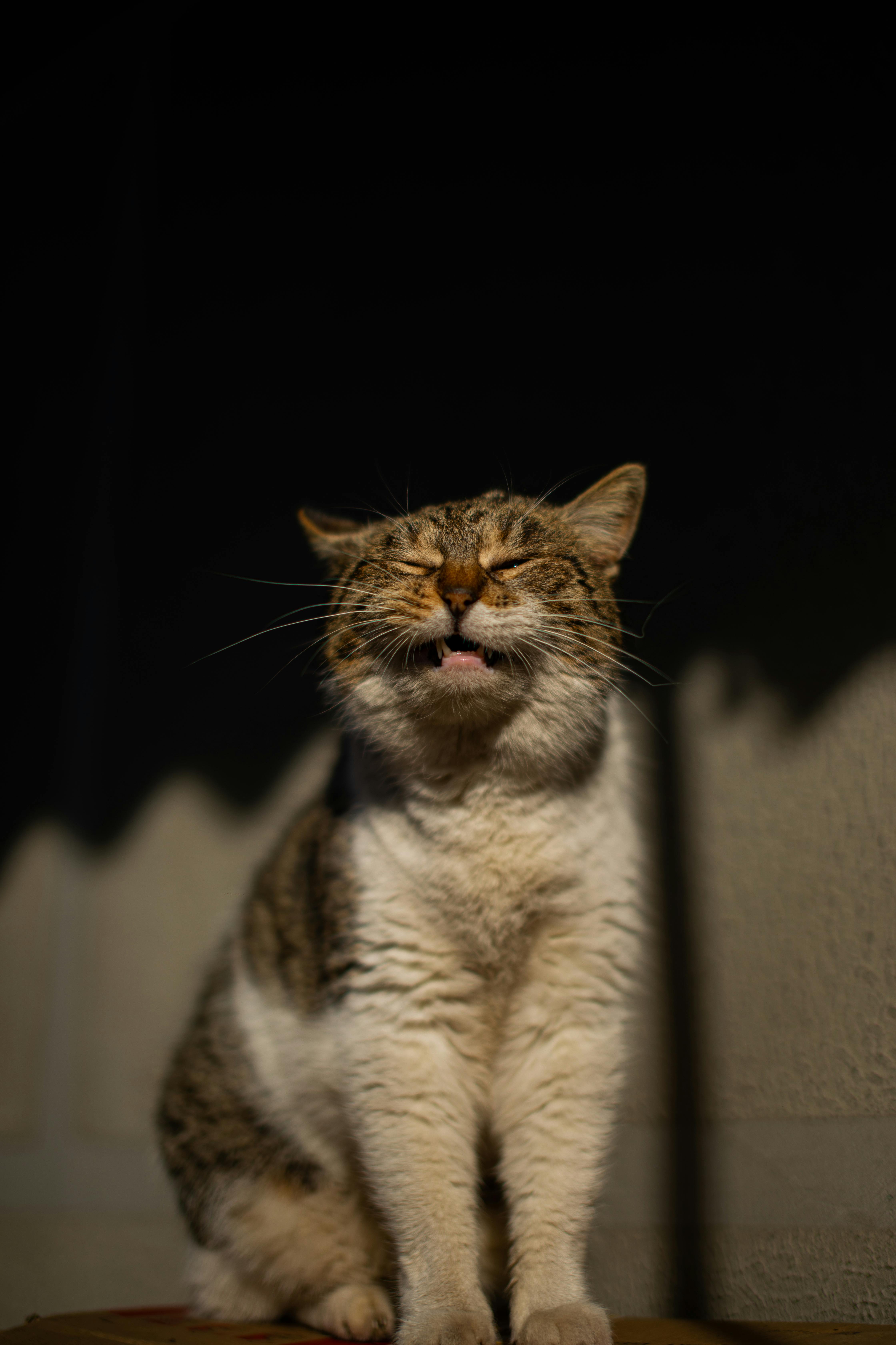 Funny+Stripper+Giff Photos, Download The BEST Free Funny+Stripper+Giff ...