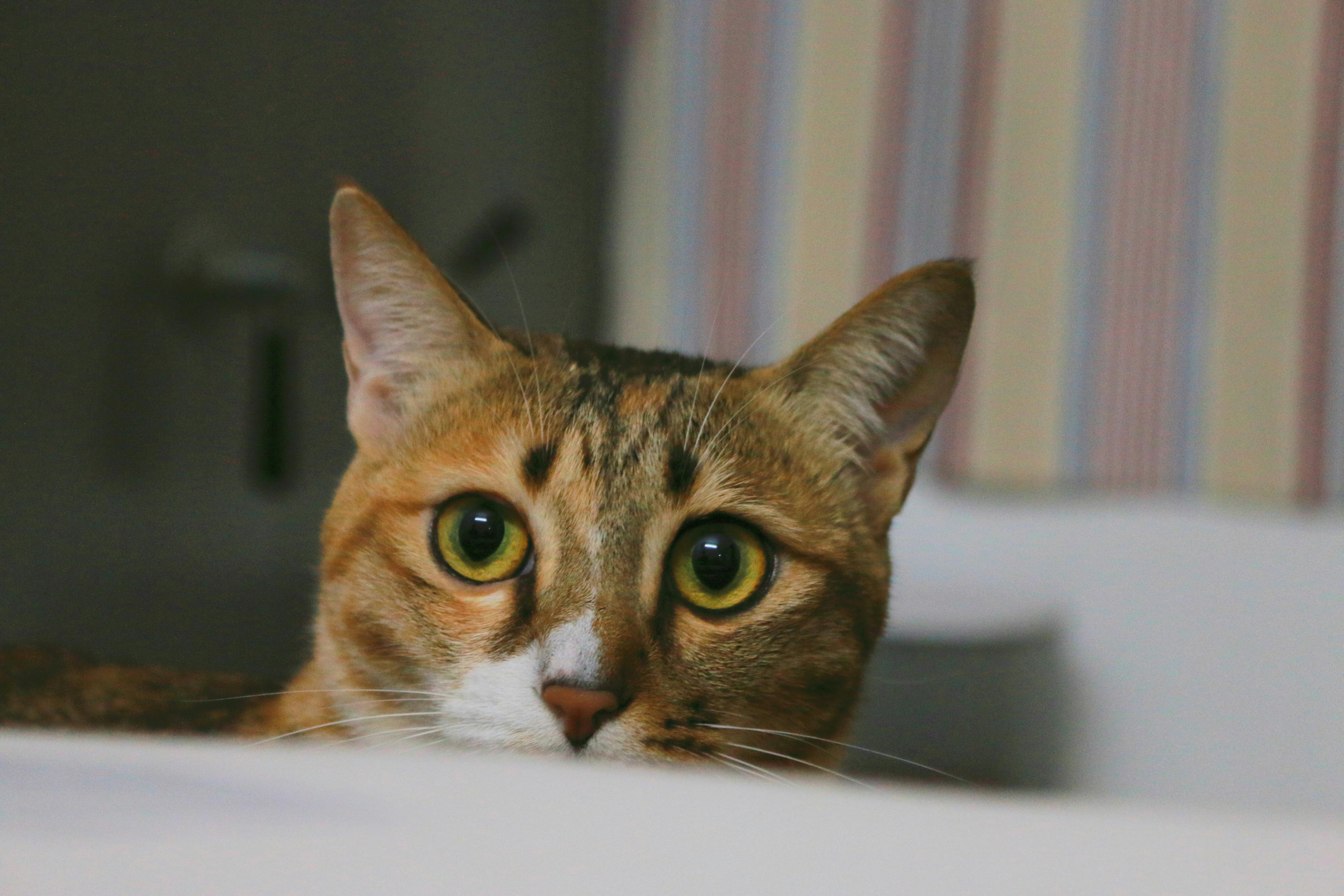 Close-Up of Curious Domestic Cat Face · Free Stock Photo