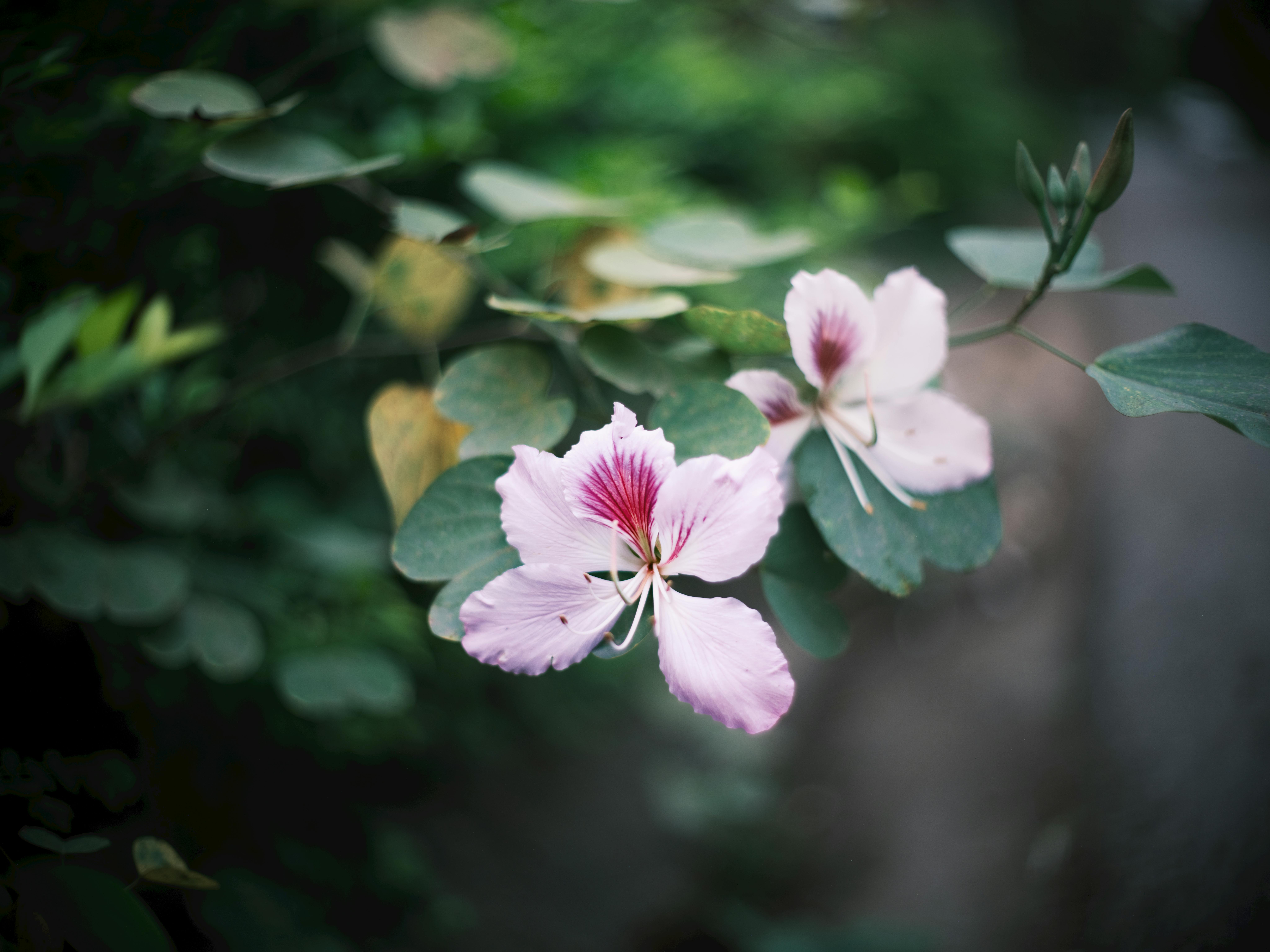 Close-up of Blooming Pink Orchid Flowers · Free Stock Photo