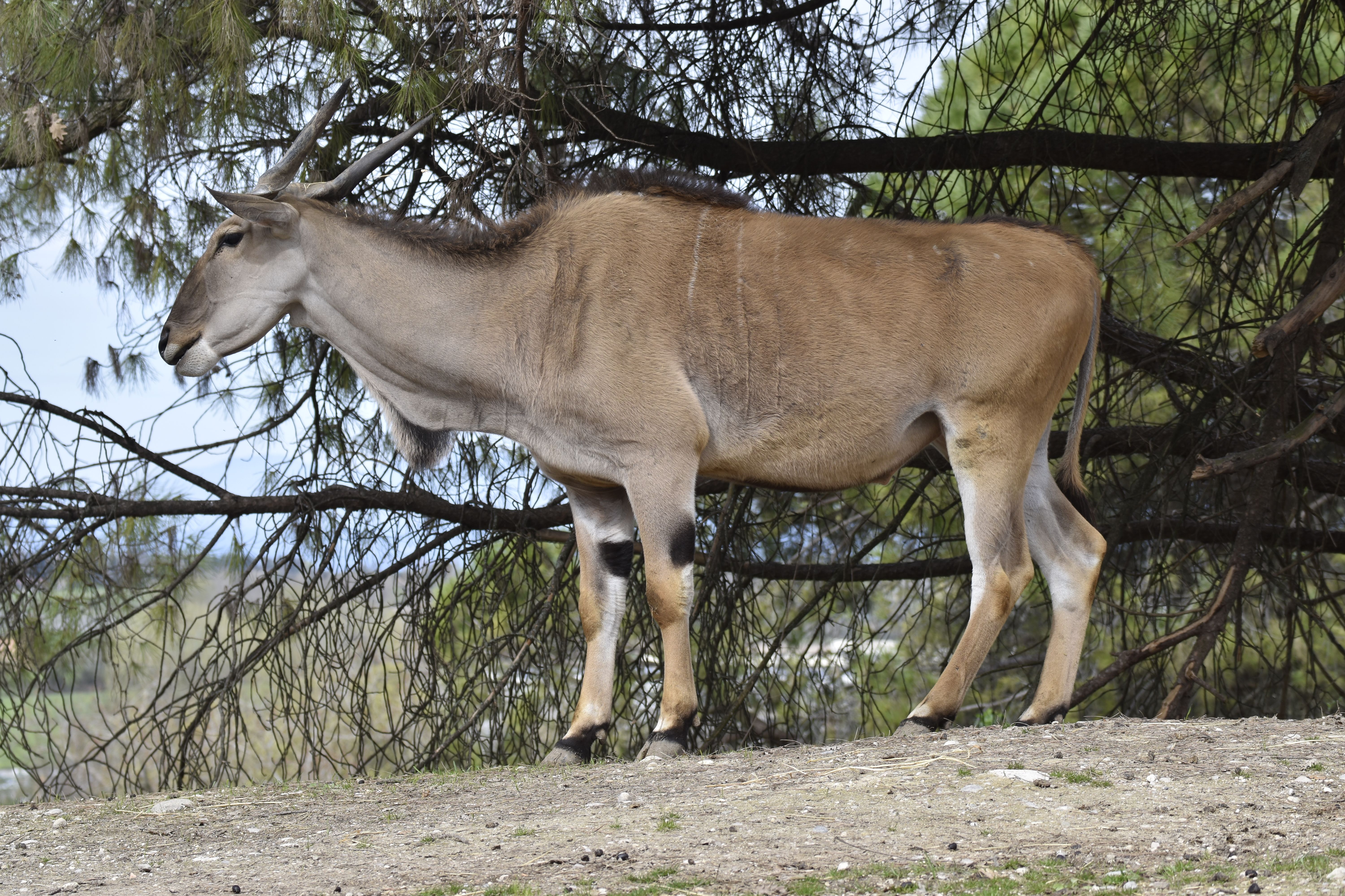Eland Antelope in Natural Habitat Outdoors · Free Stock Photo